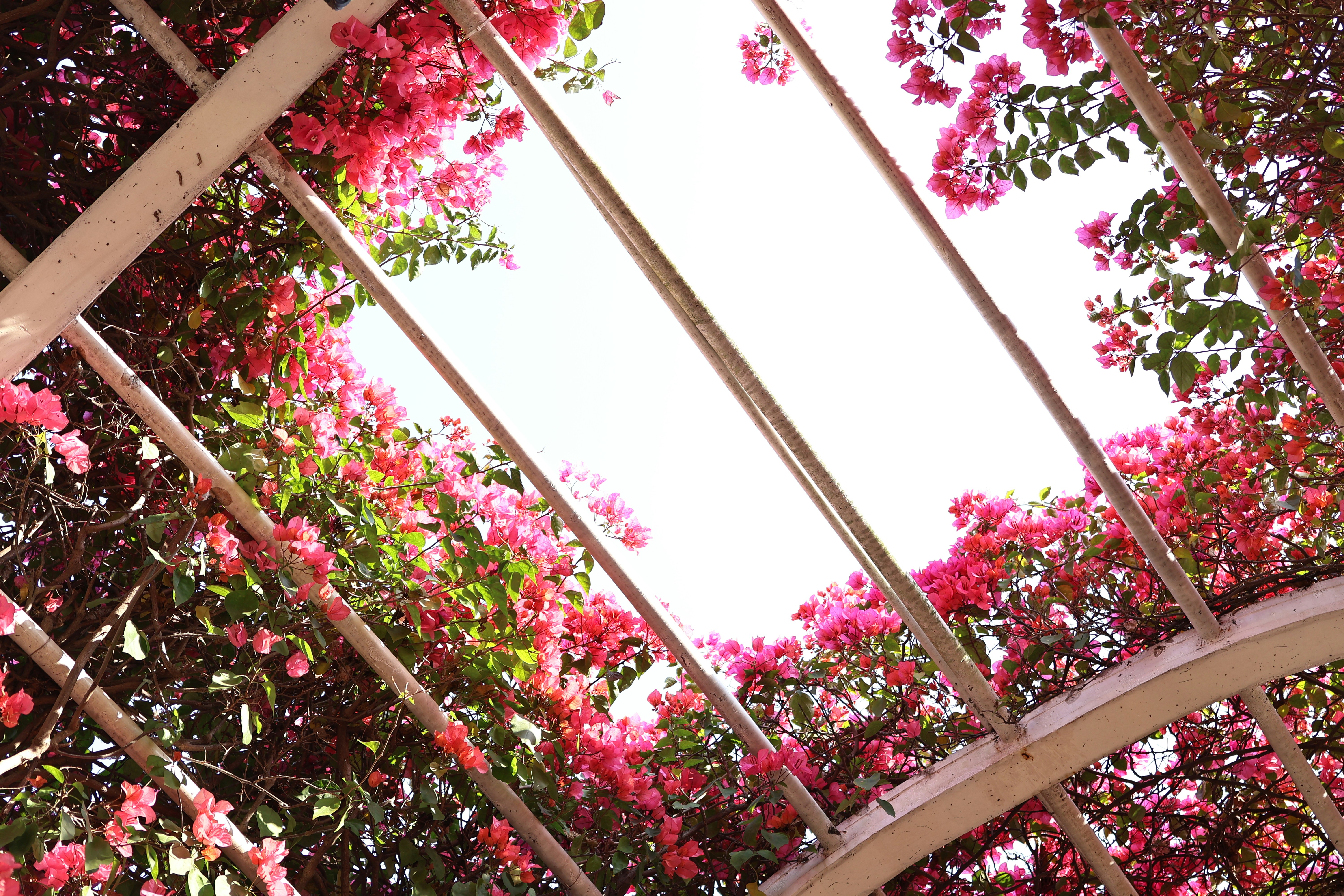 Flowering lattice of pink blooms under an airy trellis