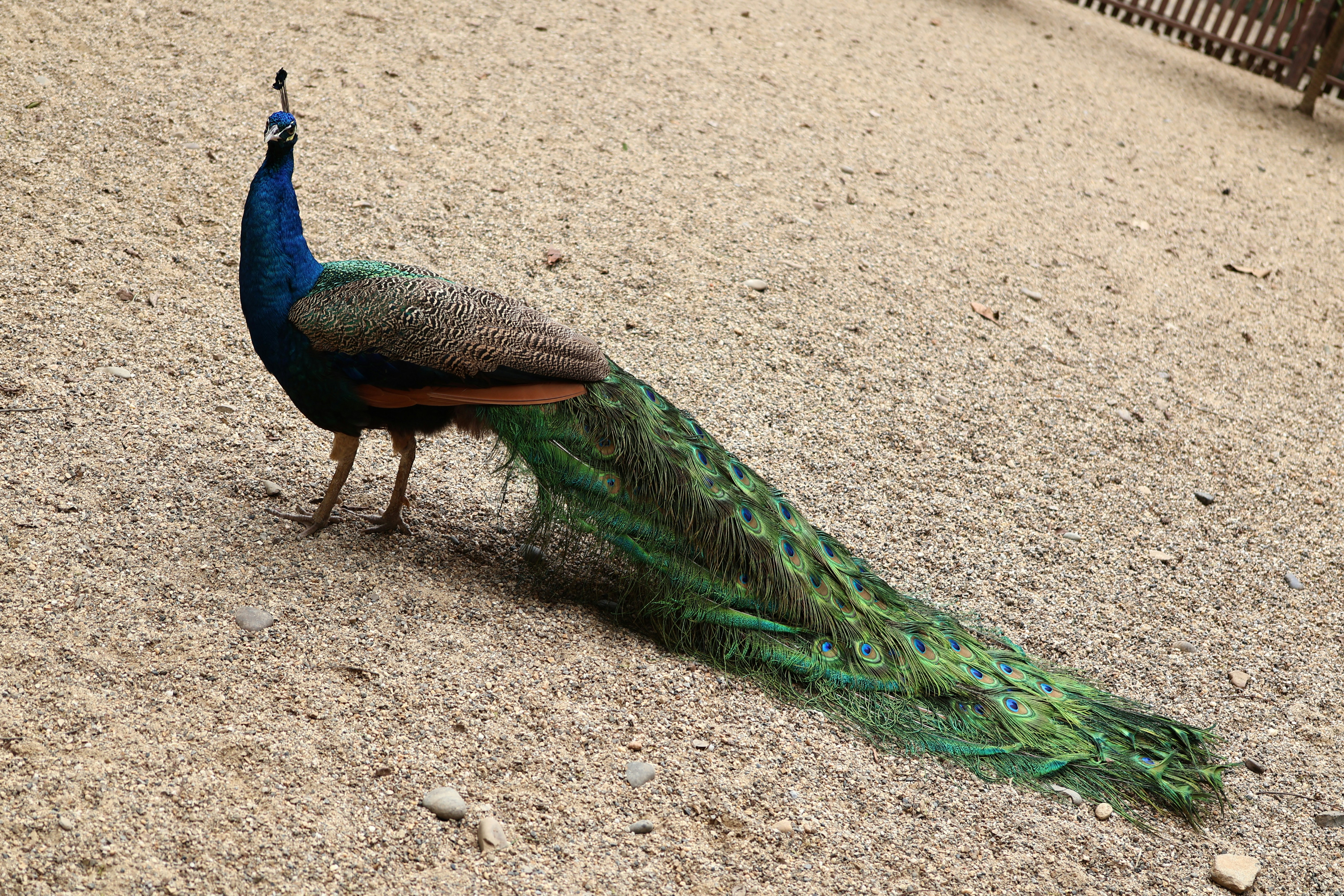 Crowned in Color: A Regal Peacock on Sandy Ground