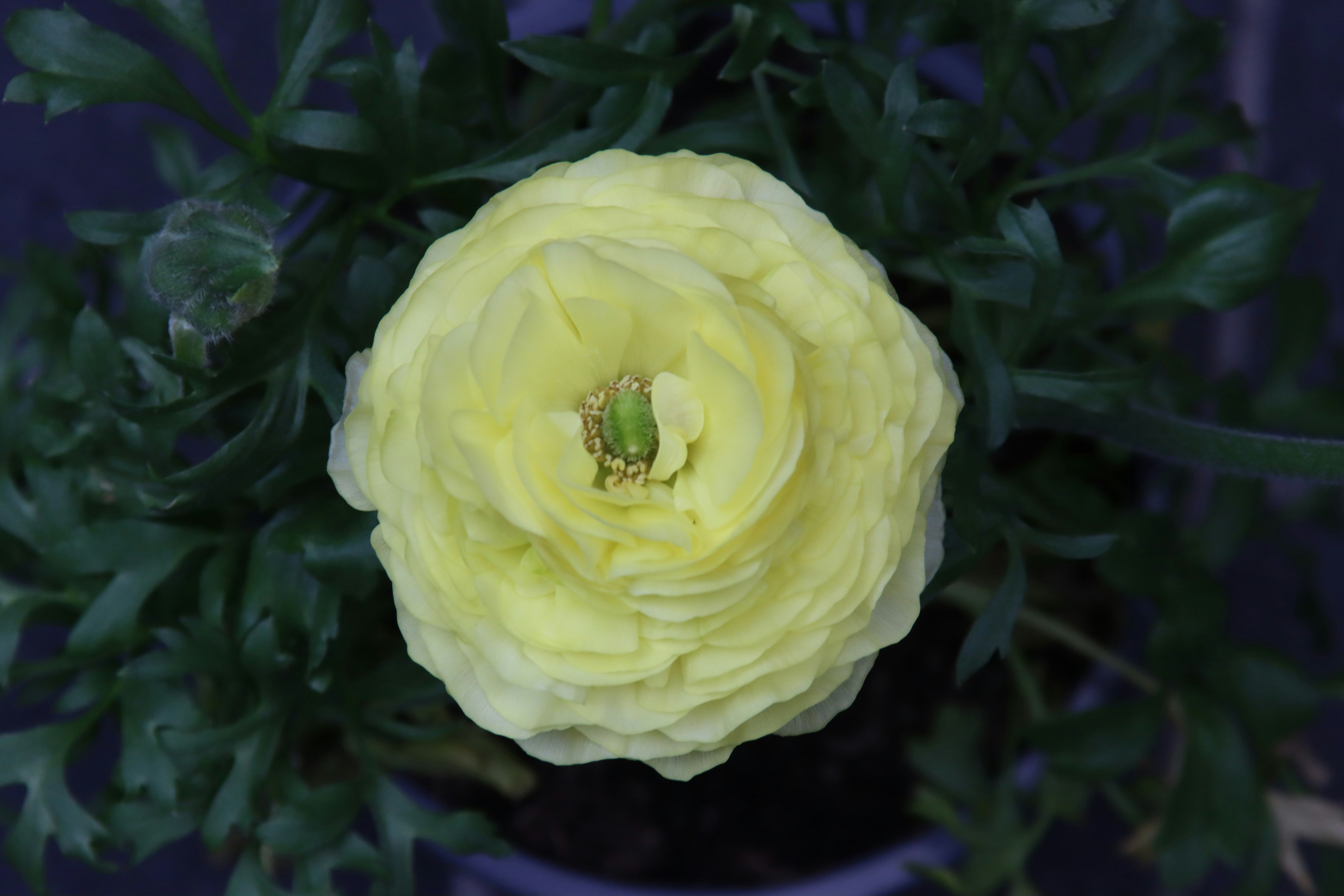 Soft Yellow Bloom Centered Amid Velvet Greenery