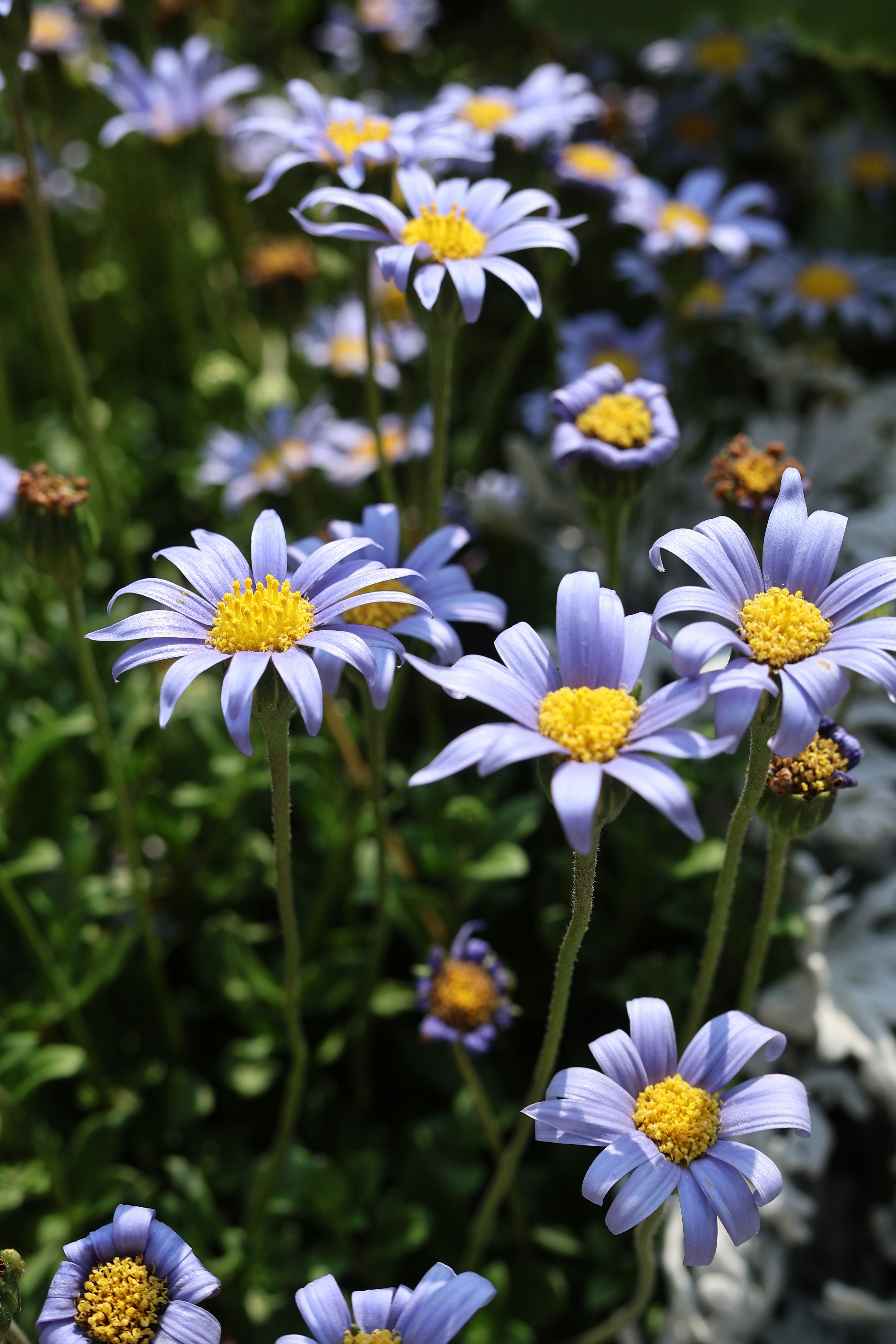 Petal Crown in a Field of Lavender-Blue Flowers