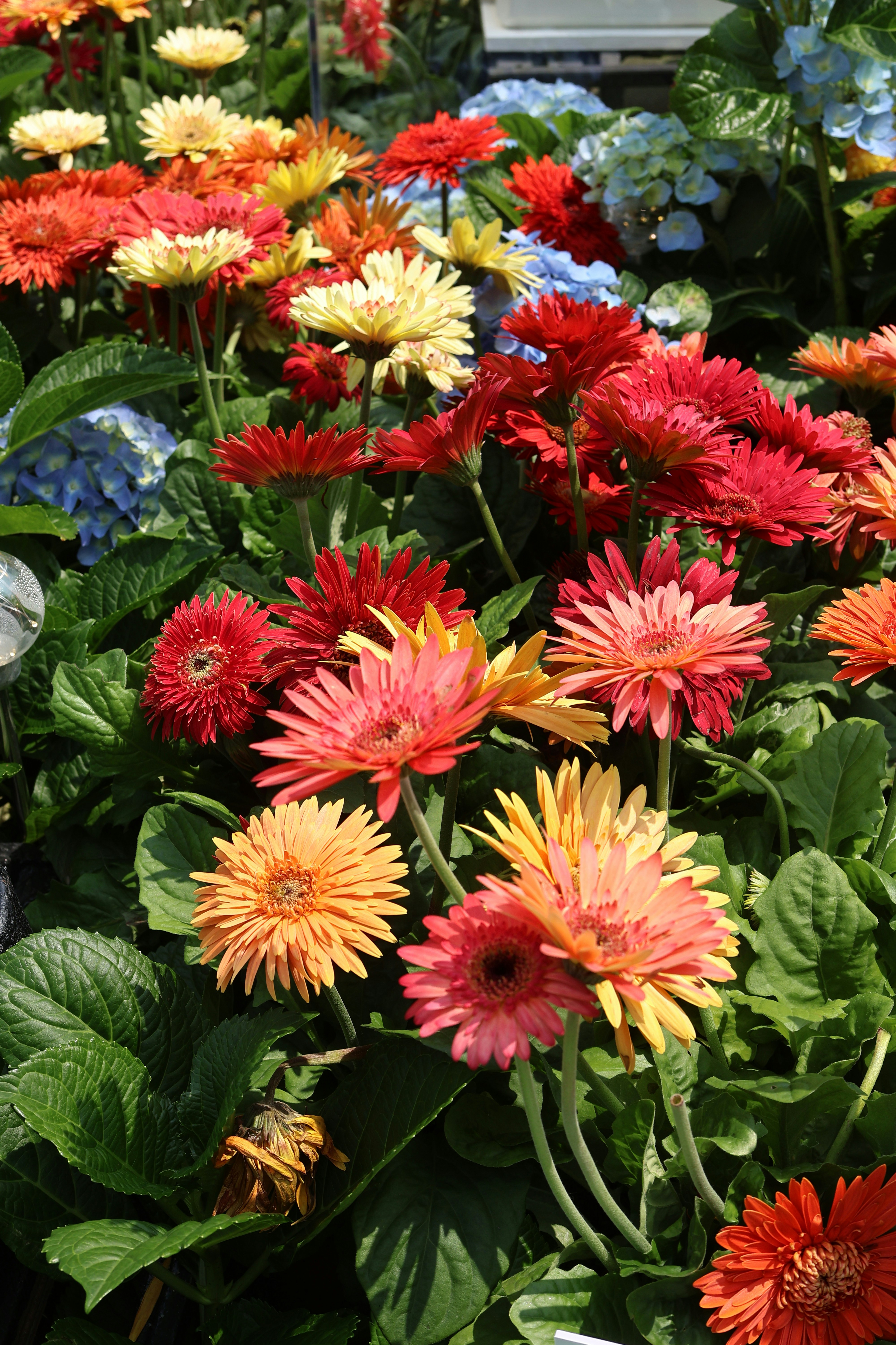 Sunlit Gerbera Garden: Bold Colors in a Blooming Patch