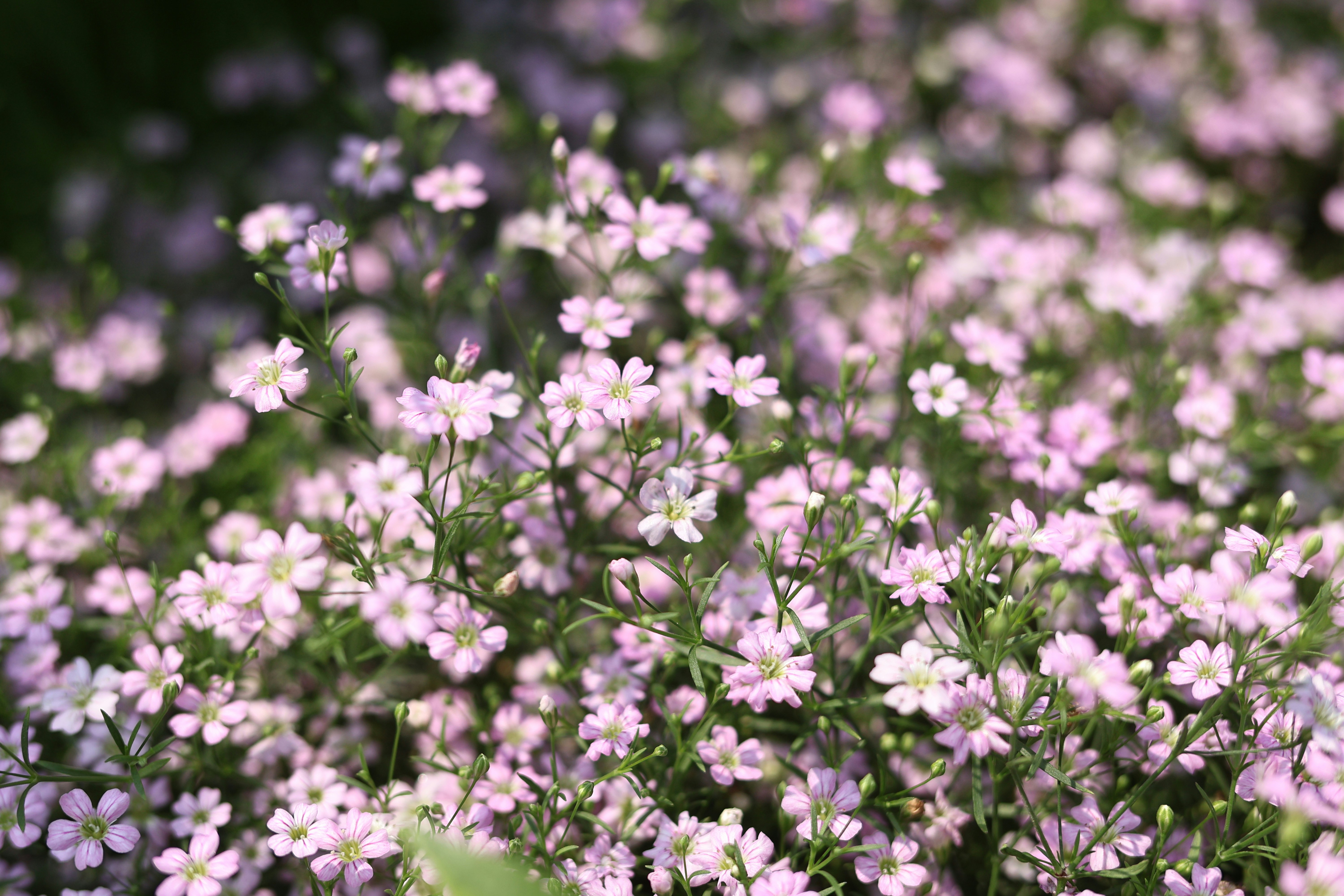 Soft Lavender Bloom: An Ocean of Tiny Pink Flowers