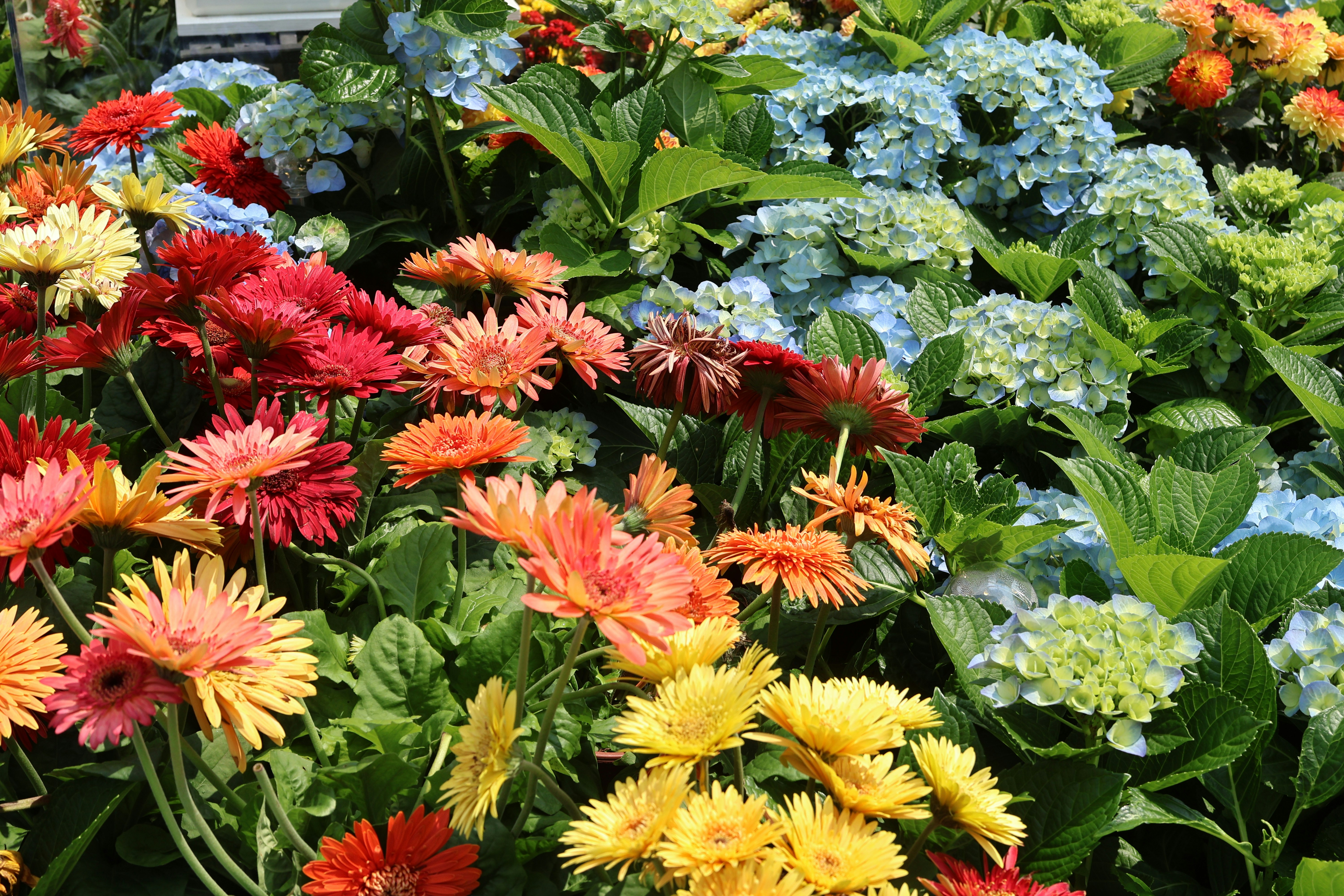 Vibrant Patchwork: Chrysanthemums in a Sunlit Bed