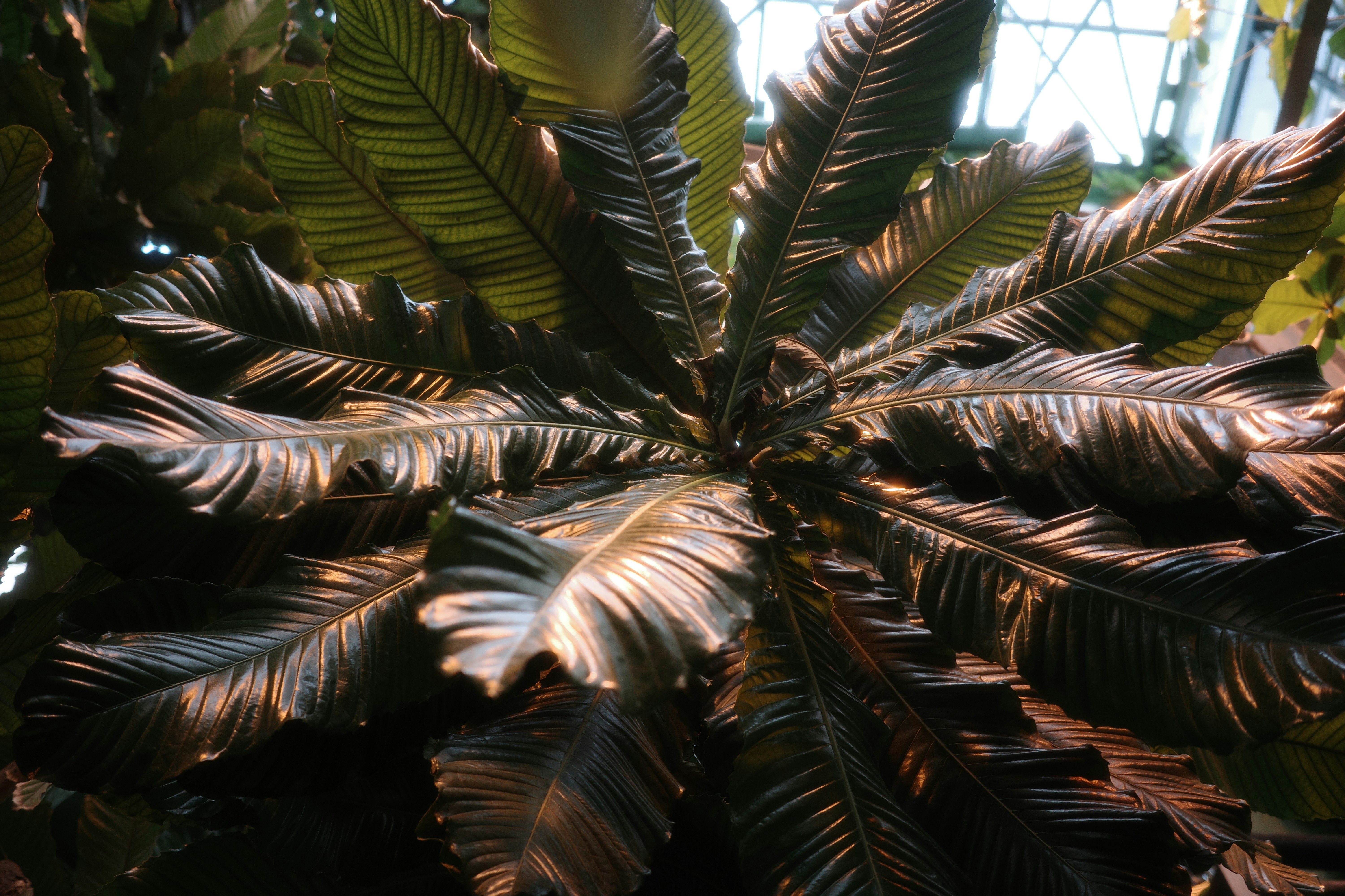 Radiant Green Canopy: A Close-Up of Deserted Fronds Reaching Toward Light