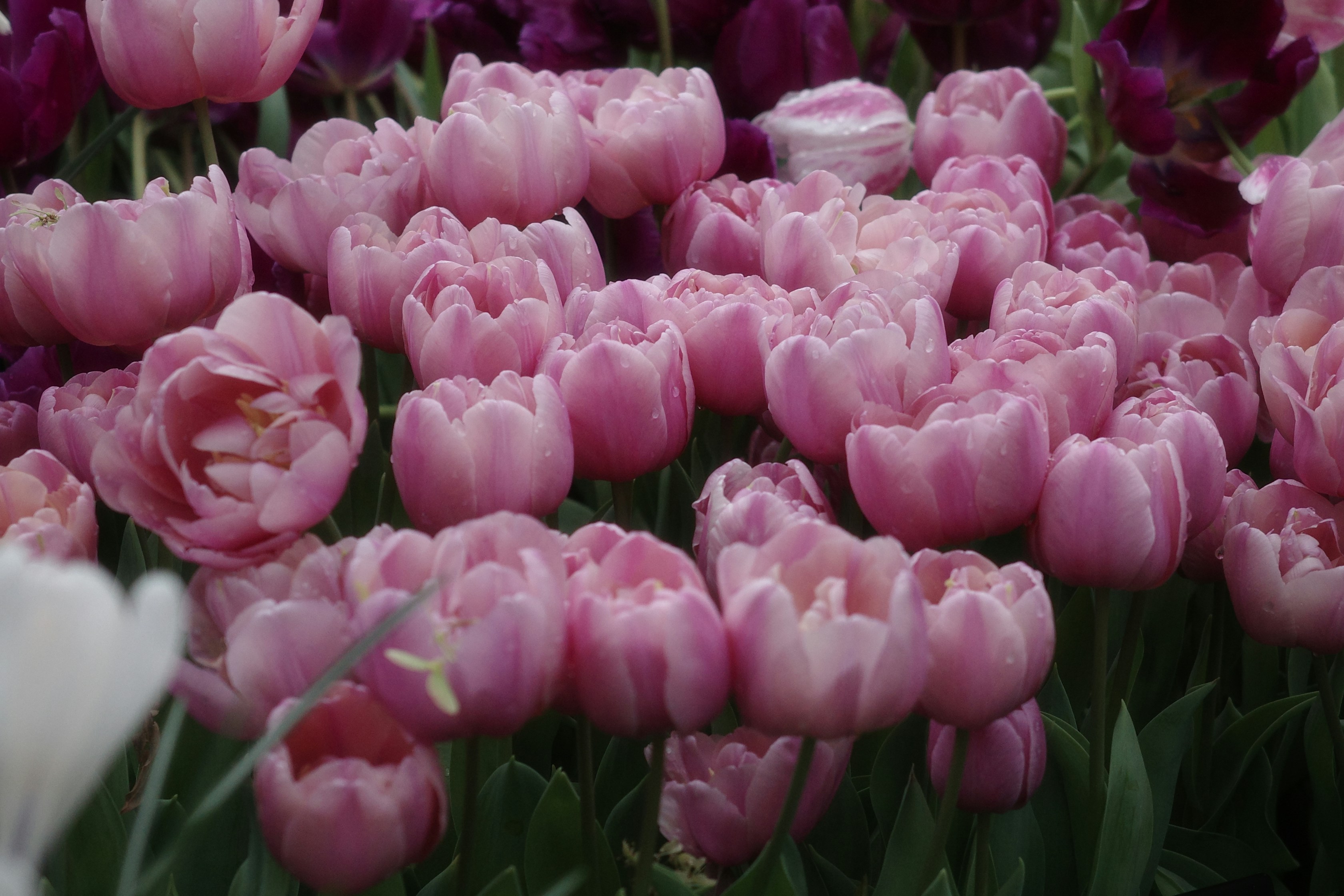 Petals in Soft Focus: A Sea of Pink Tulips