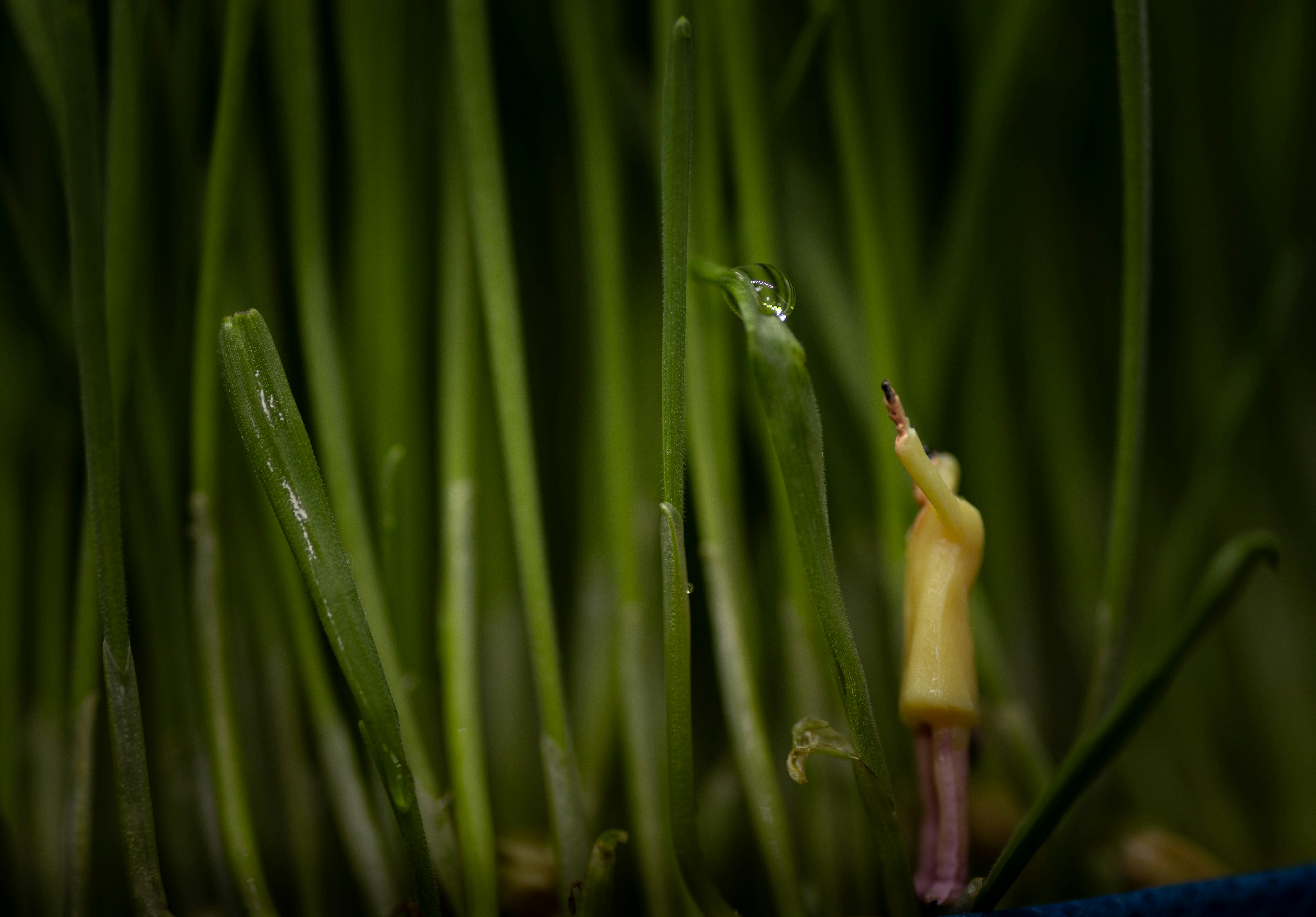 A blade of grass anchors a tiny yellow sprout in a shadowy, close-up green world