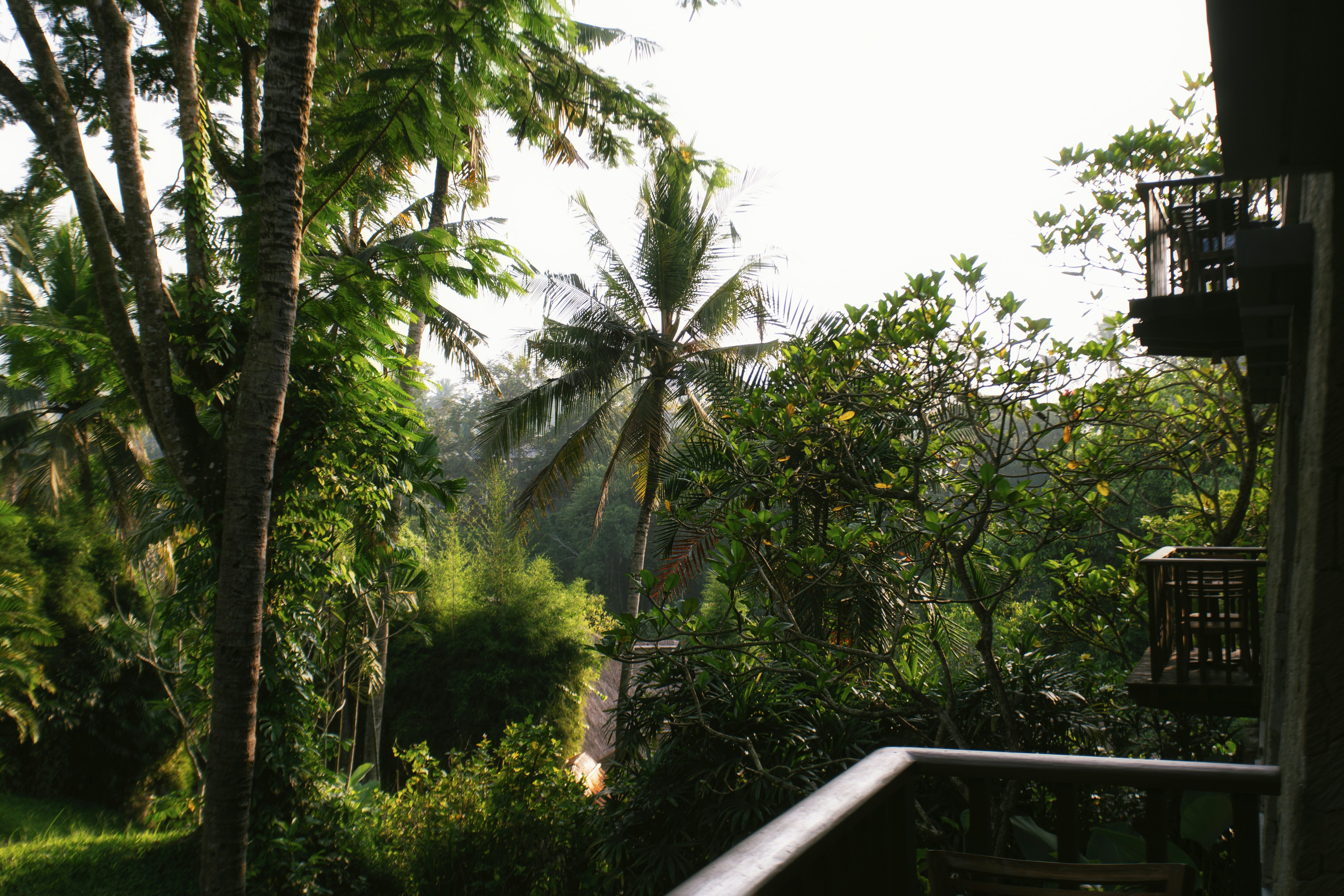 Balcony Overlook into a Tropical Garden