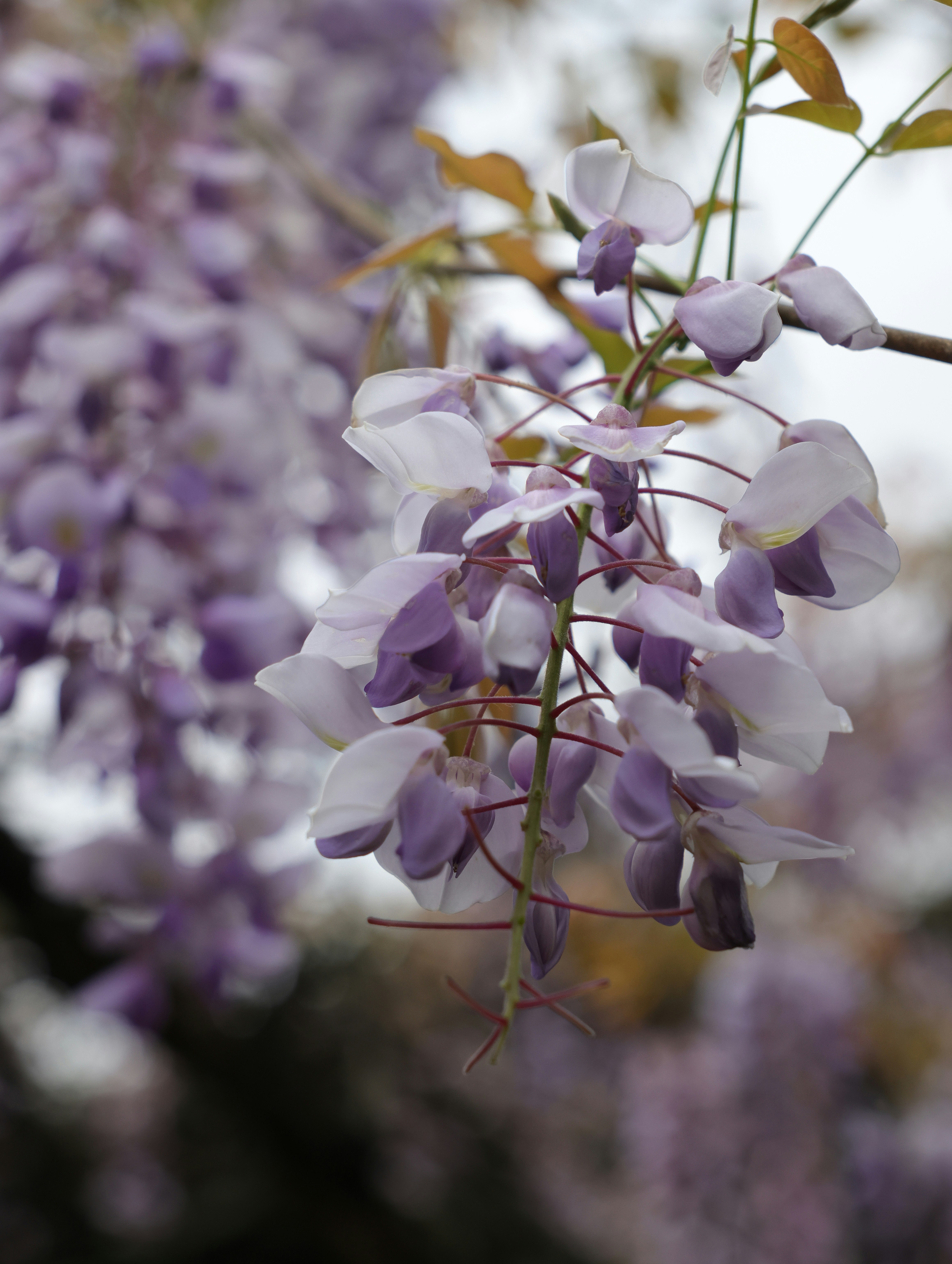 Lavender Cascade: A Pendant of Blooming Wisteria in Soft Focus