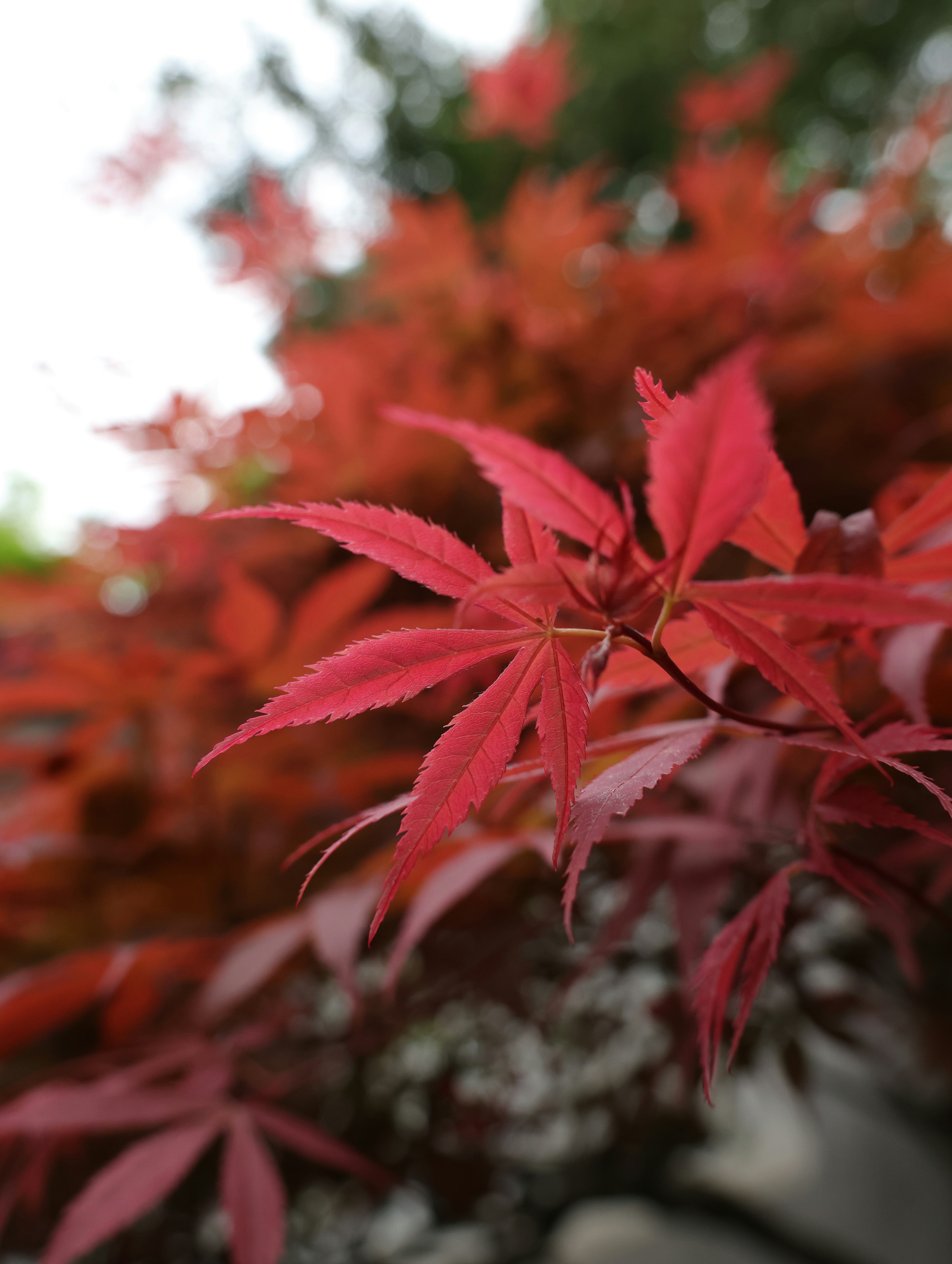 Crimson Maple Fronds in Soft Focus Sunset