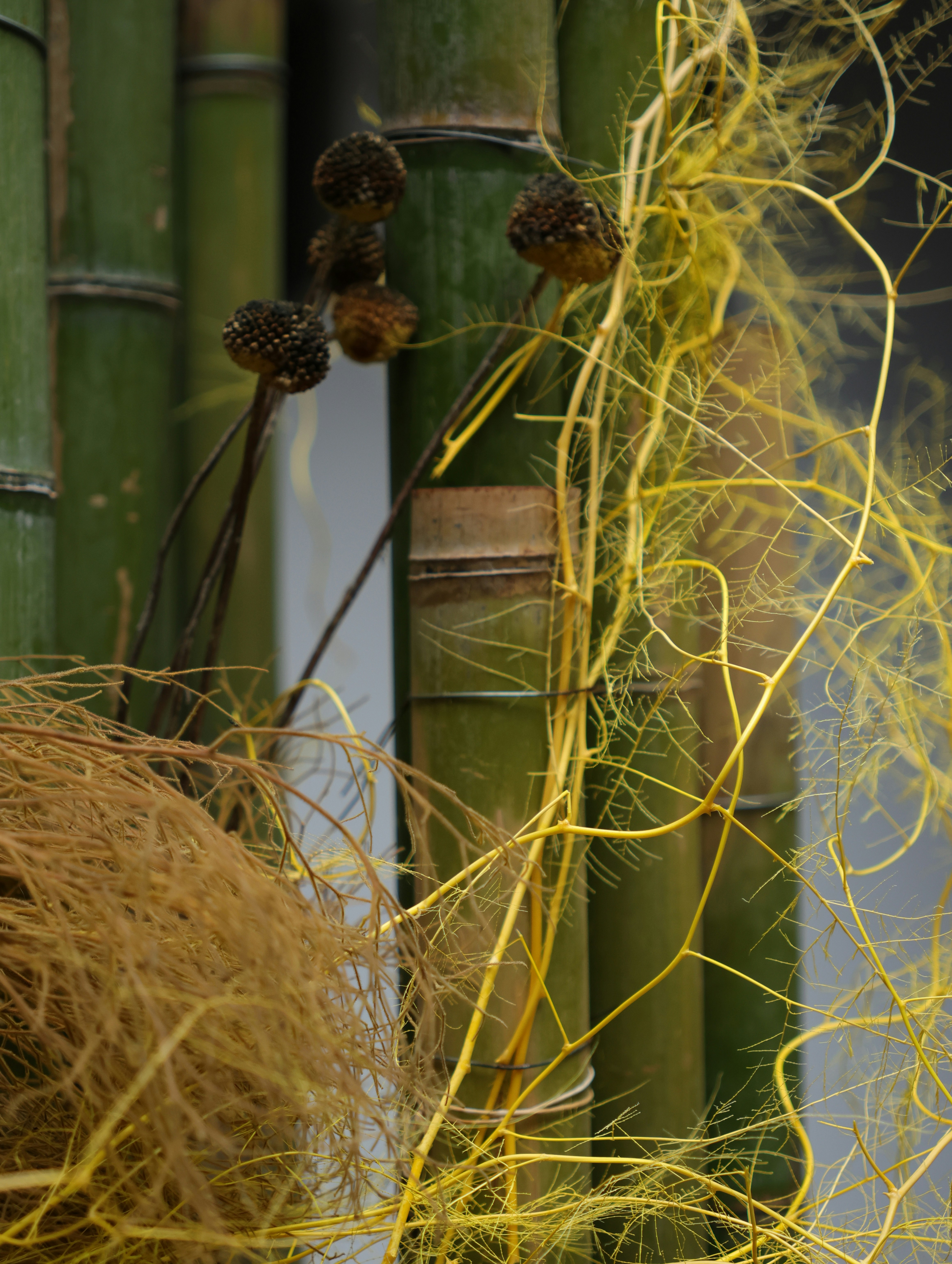 Tangled Golden Threads Among Green Stalks