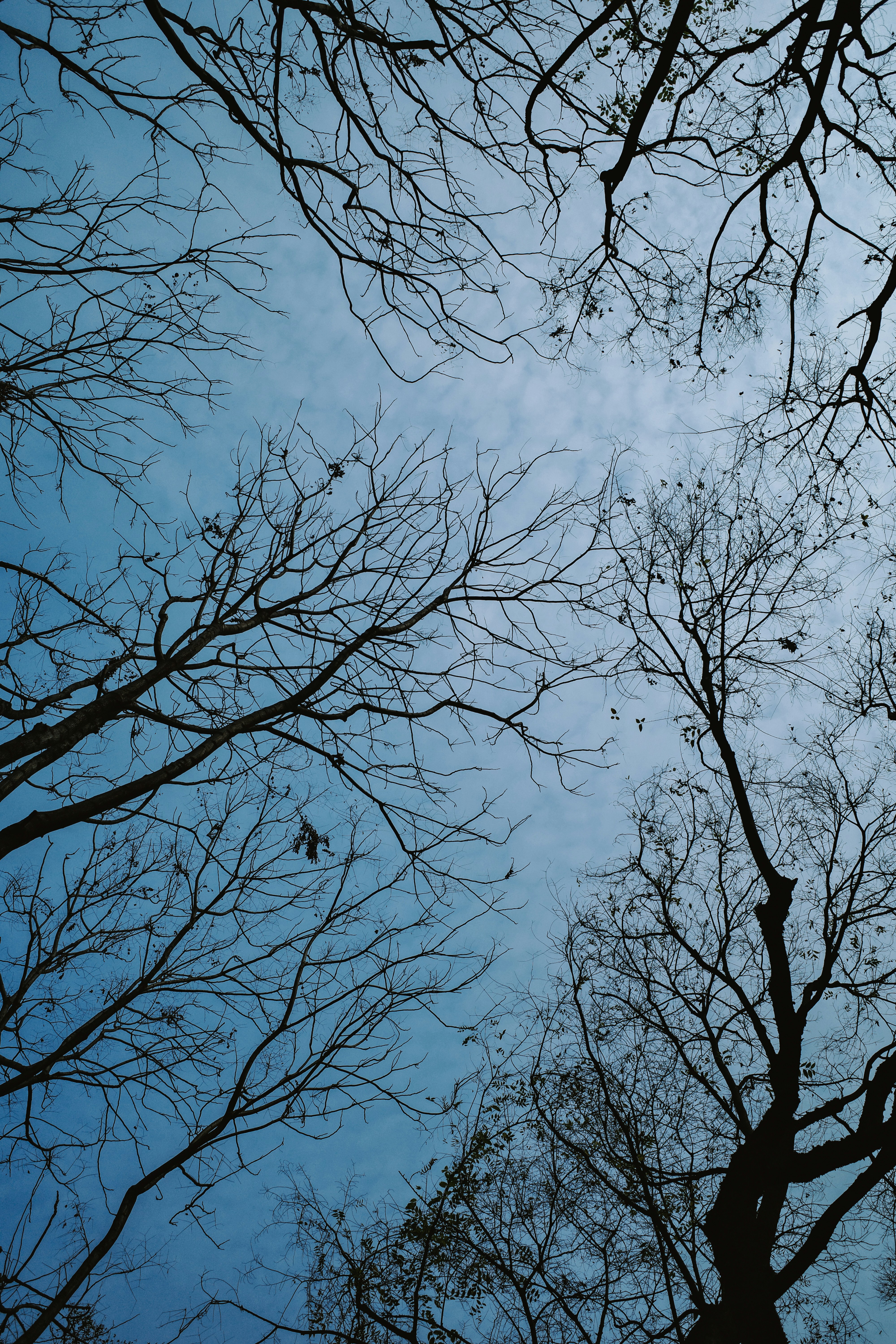 Bare Winter Canopy Reaching Toward a Blue Sky