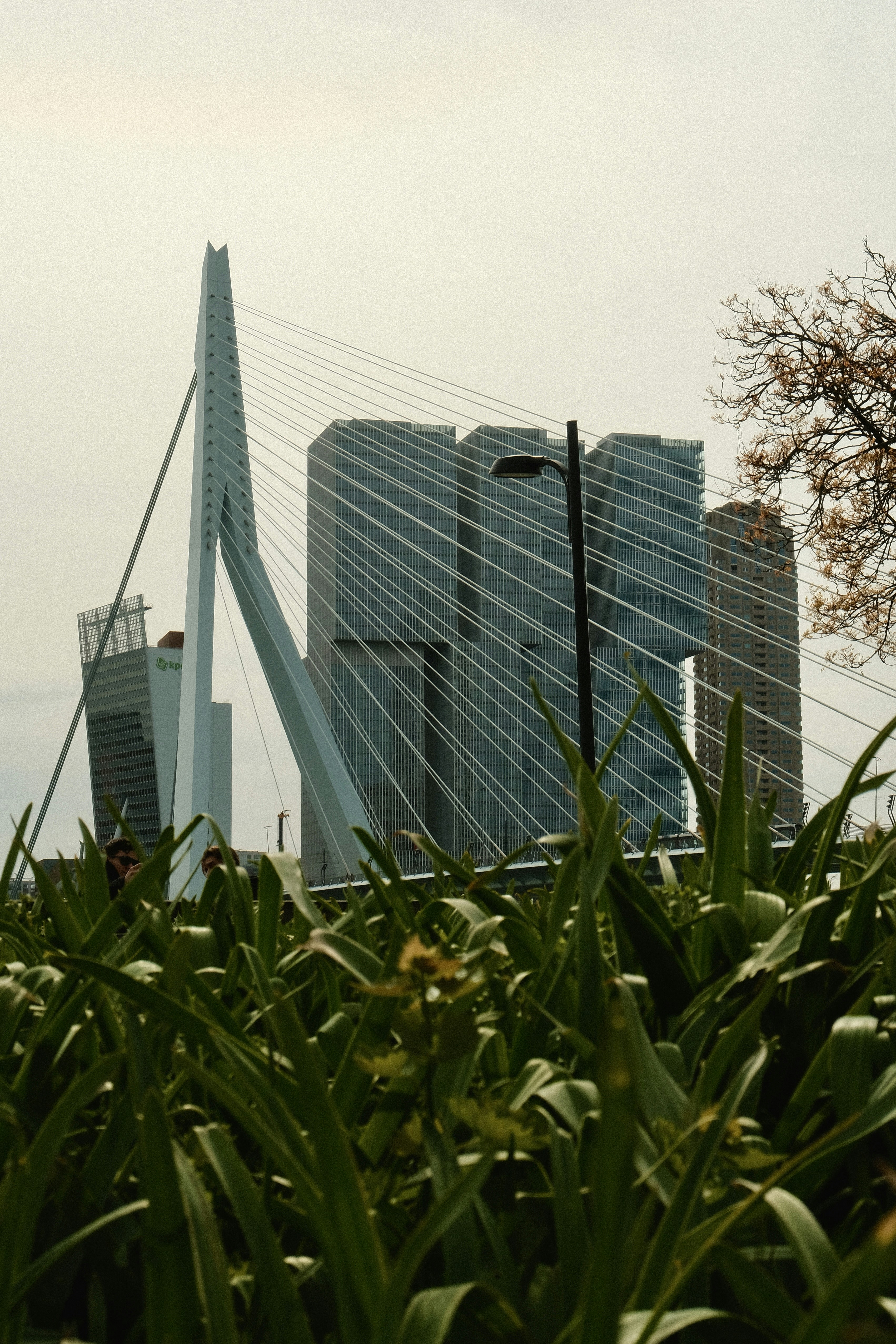 Urban Skyward: Modern Bridge and Tower Supremacy Rising Above Green Bed