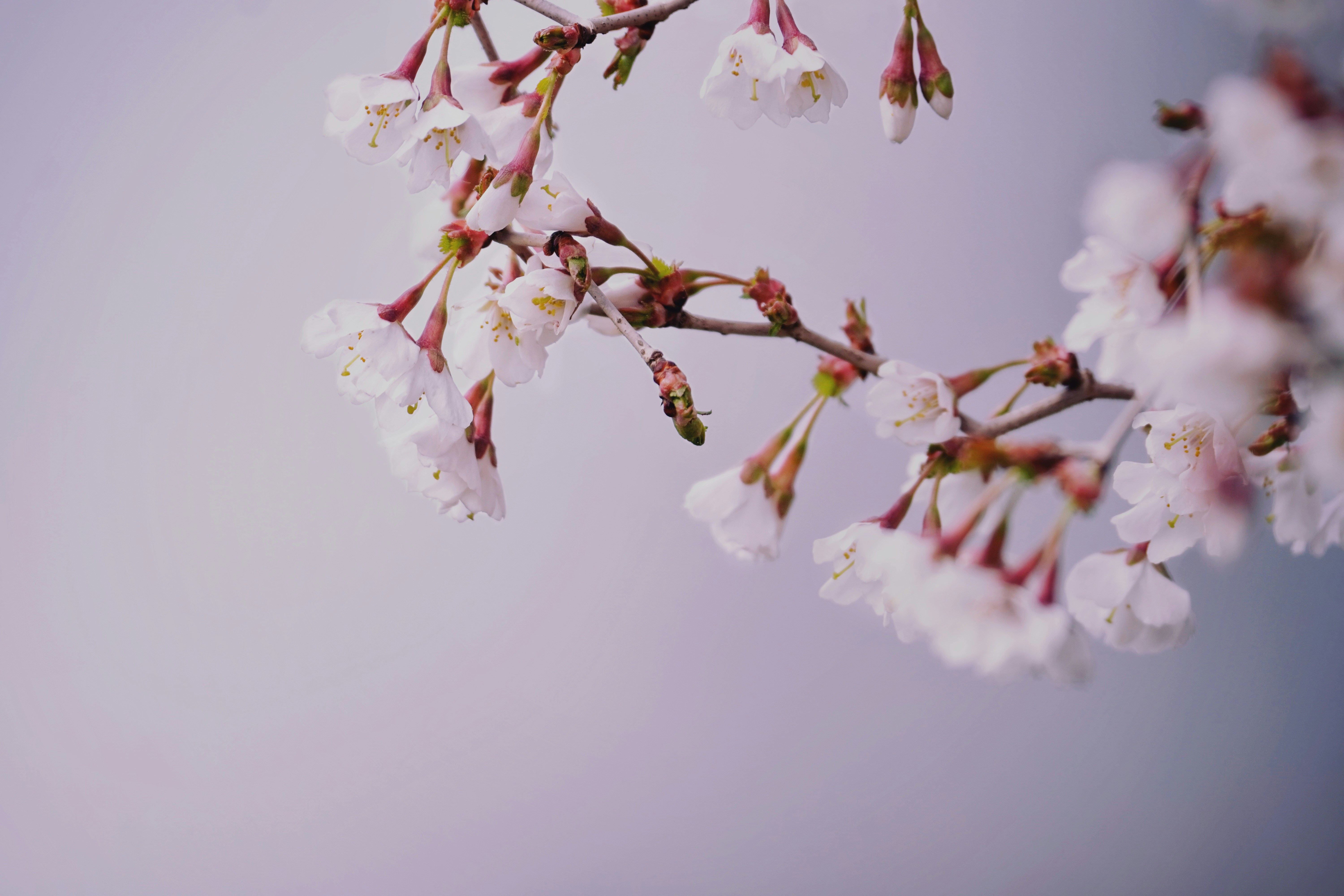 Blossoms in Soft Focus: A Quiet Cascade of Spring Light