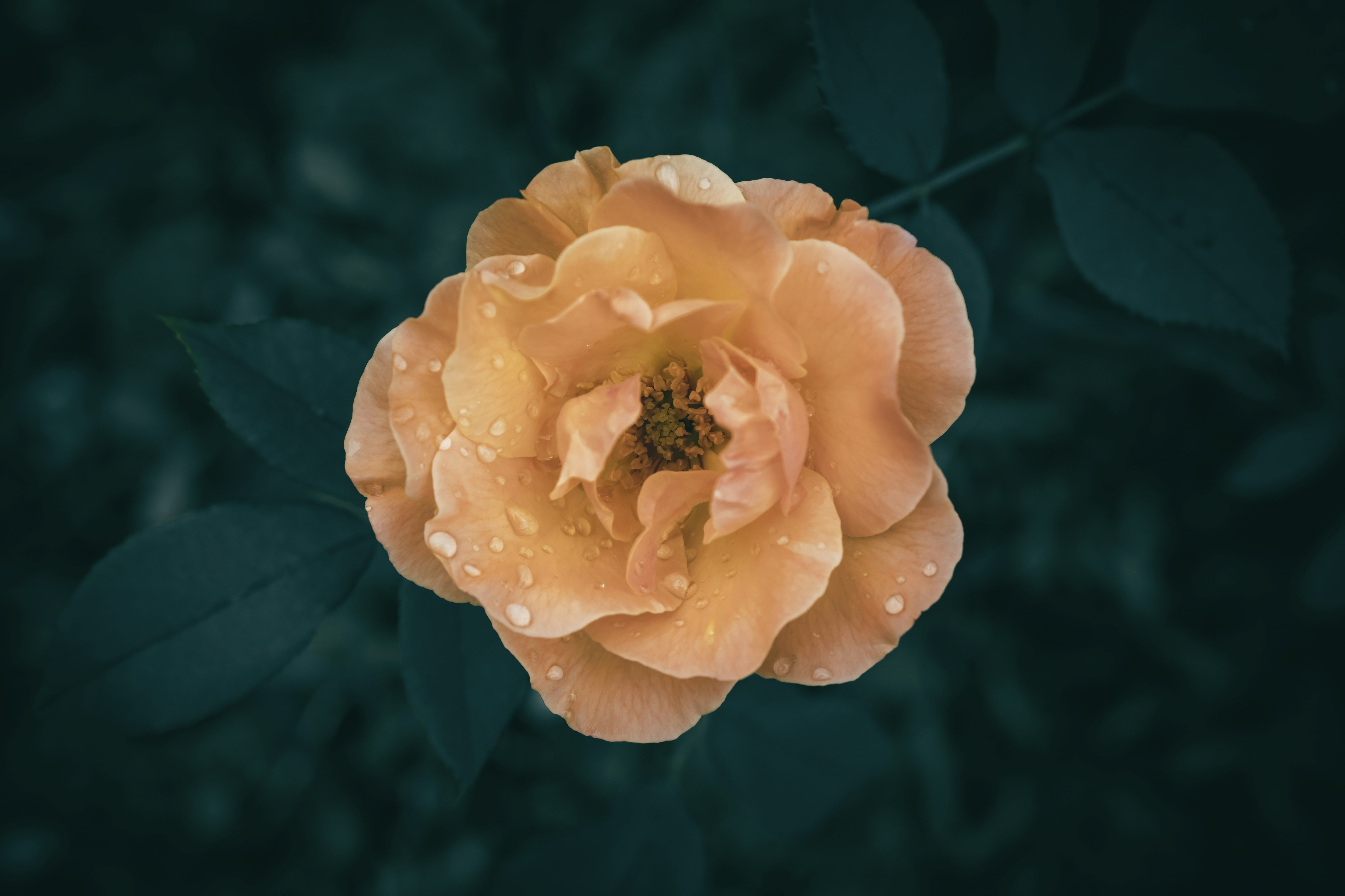 Central Bloom: A Peach Rose in Quiet Dusk