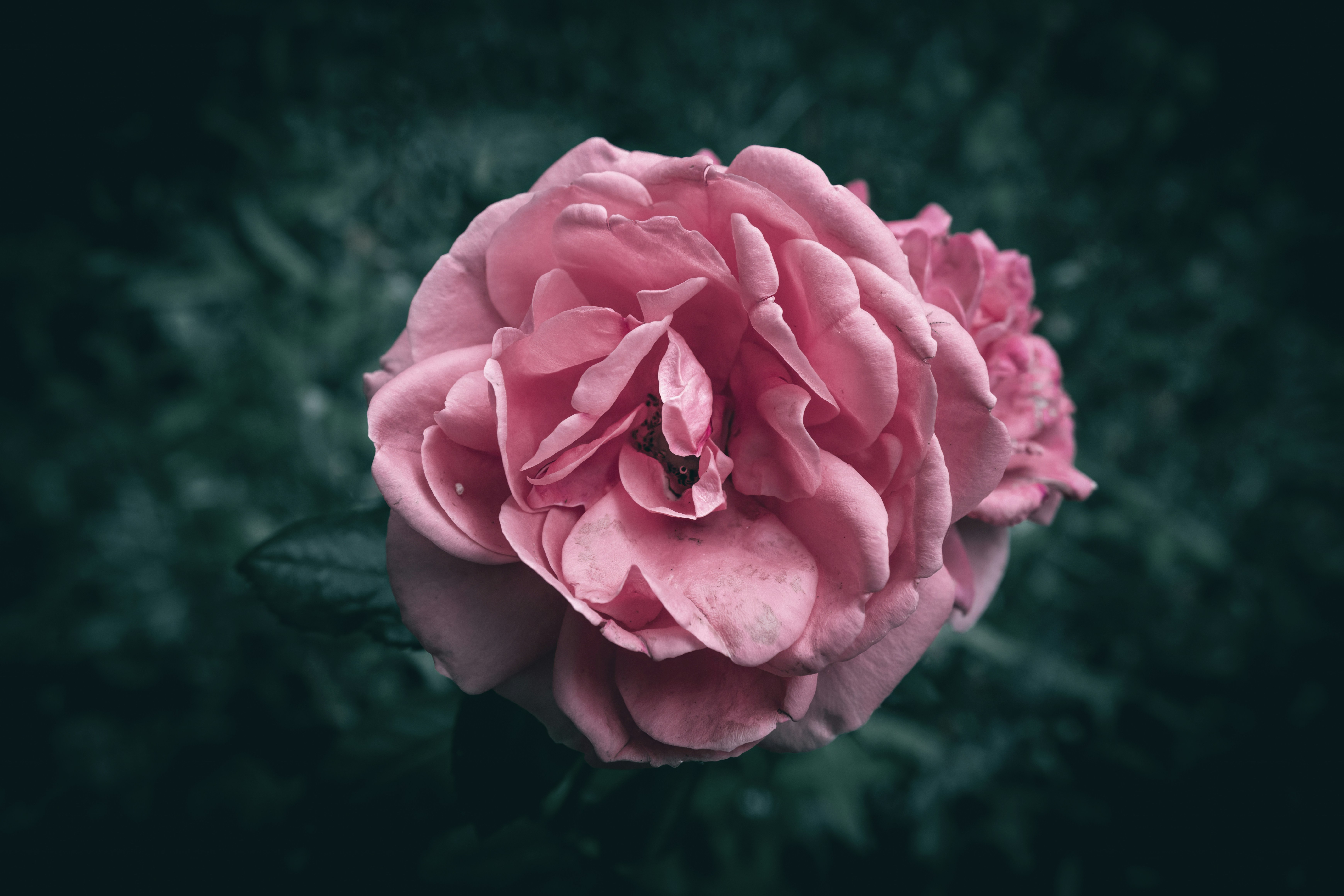 Petal Whisper: A Pink Rose in Focus Against a Shadowy Canopy
