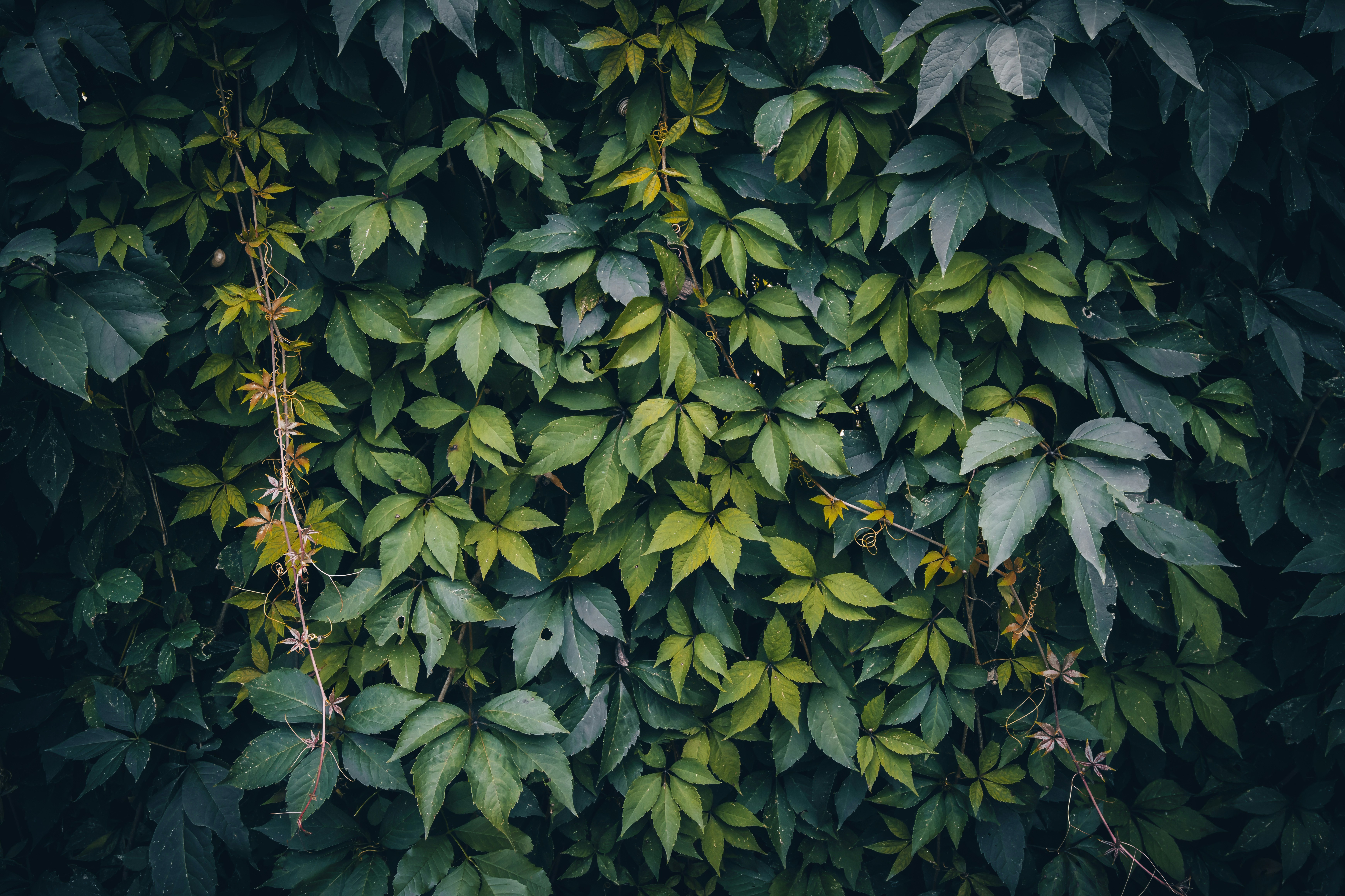 Emerald Tangle: Ivy Veil Clinging to Quiet Light