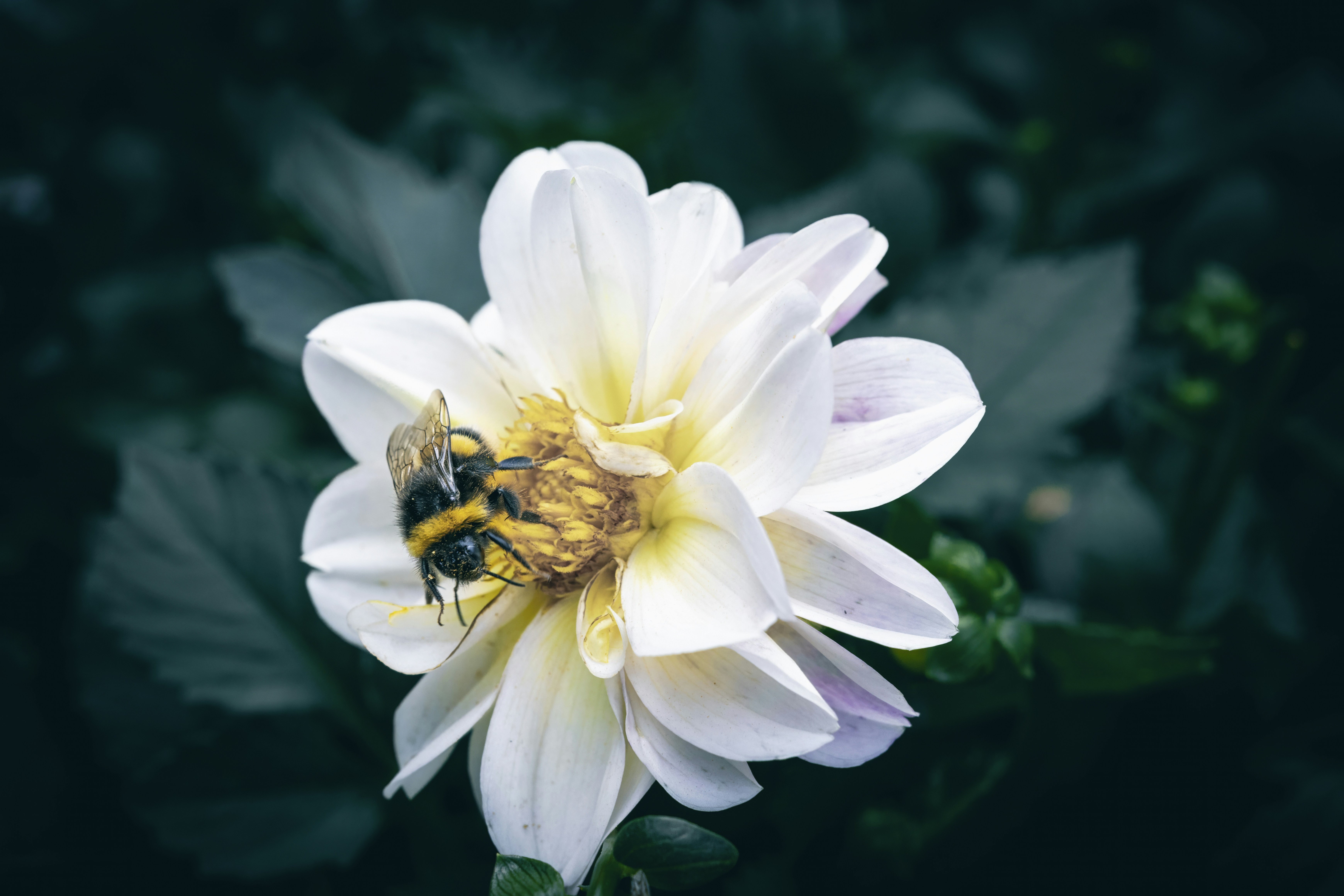 Hovering Focus: Bee at the Center of a Soft White Bloom