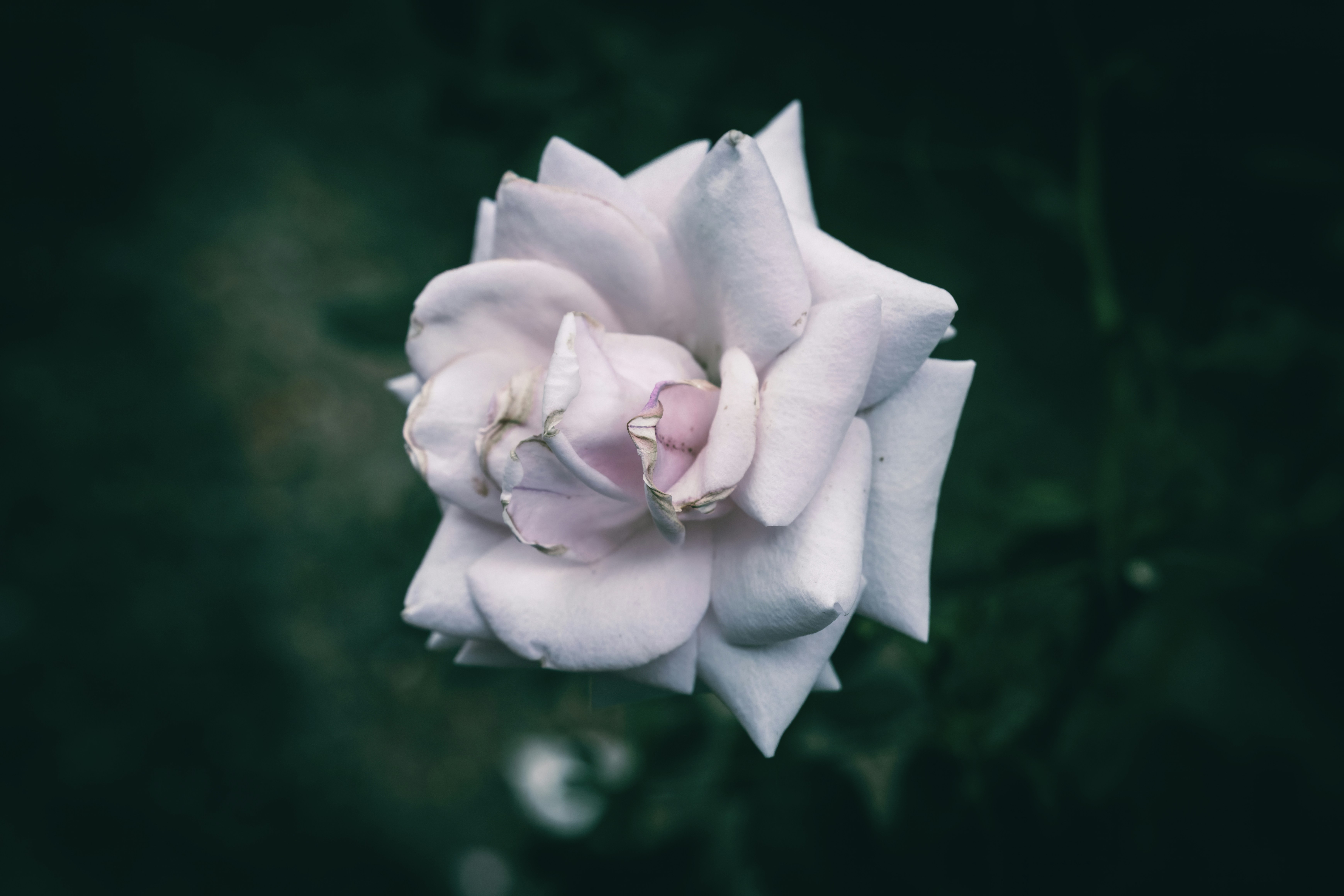 Soft Petal Portrait: A Moonlit Pink Rose in Focus