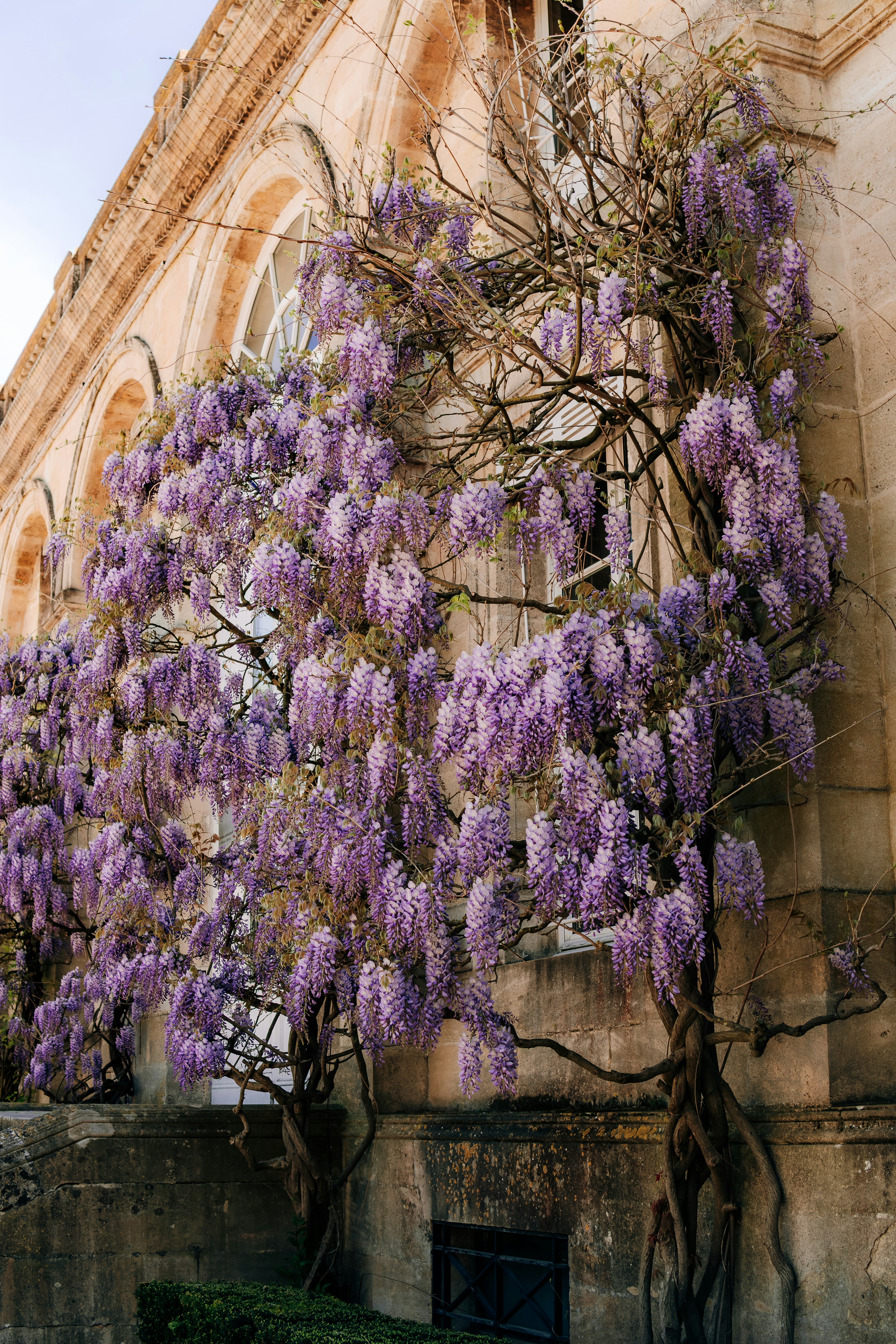 Purple cascade on limestone arches: Wisteria on a historic façade