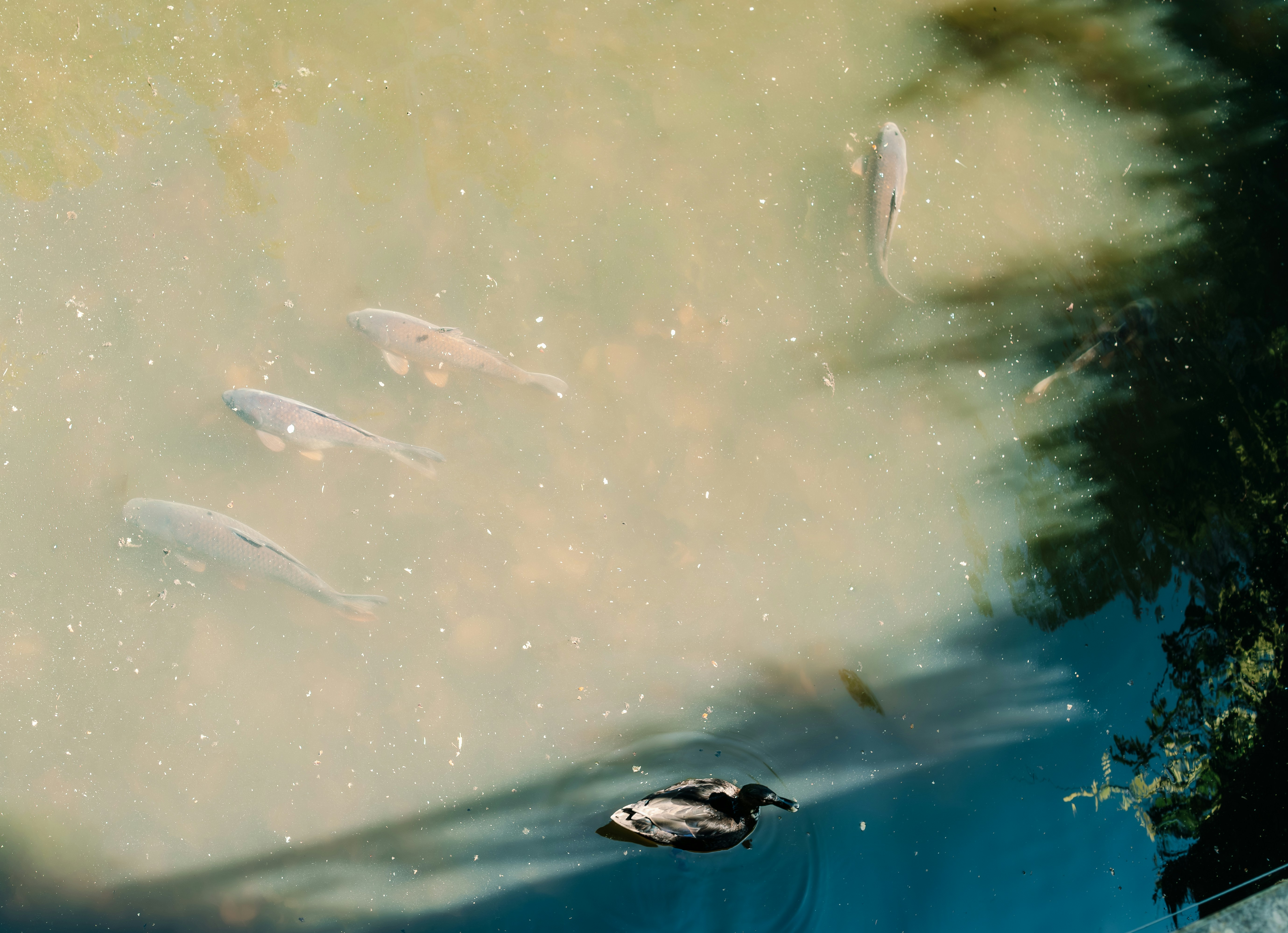 Koi Lantern: Moonlit Ripples Across a Quiet Pond