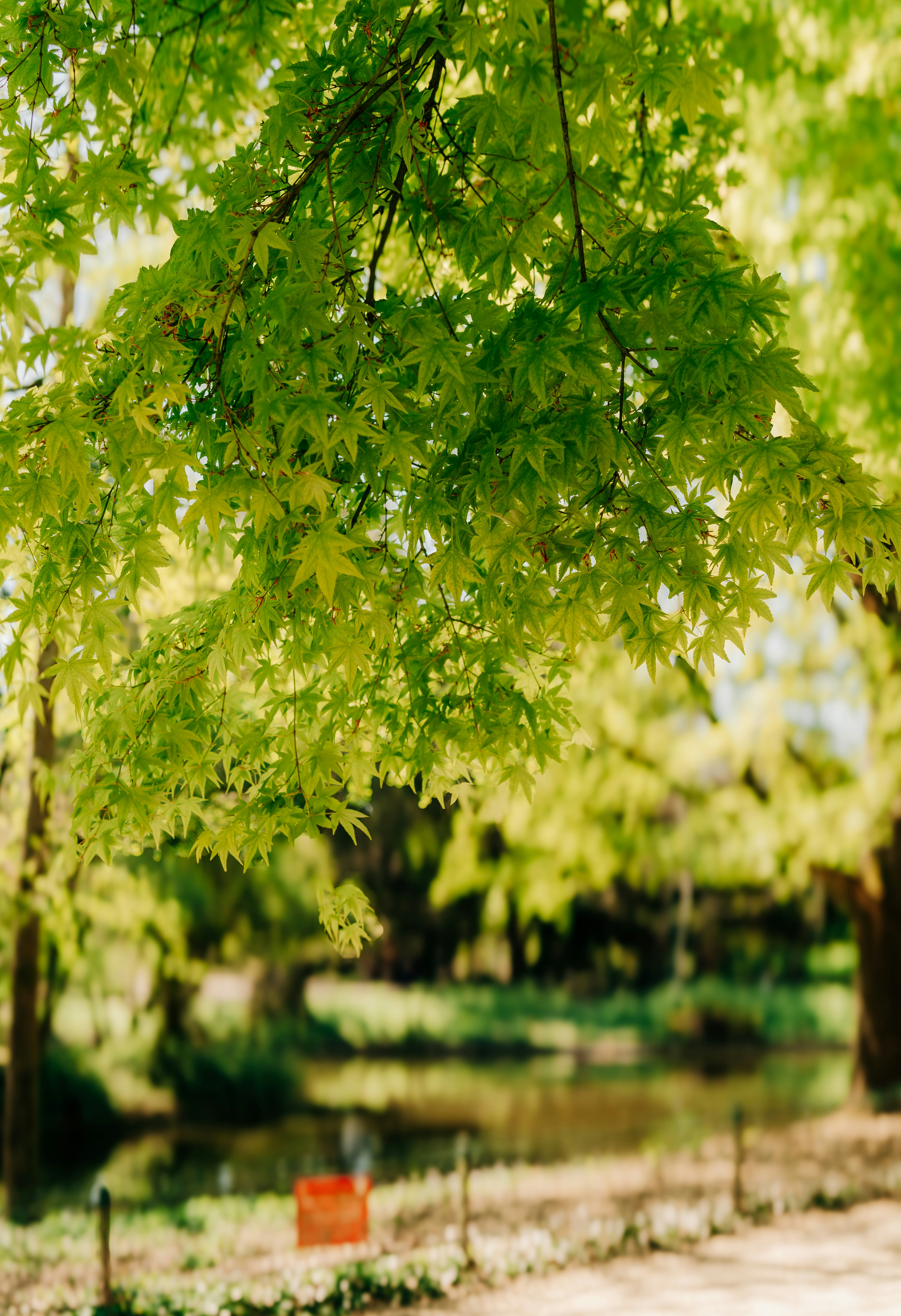 Shaded Green Canopy Over a Quiet Park Pond