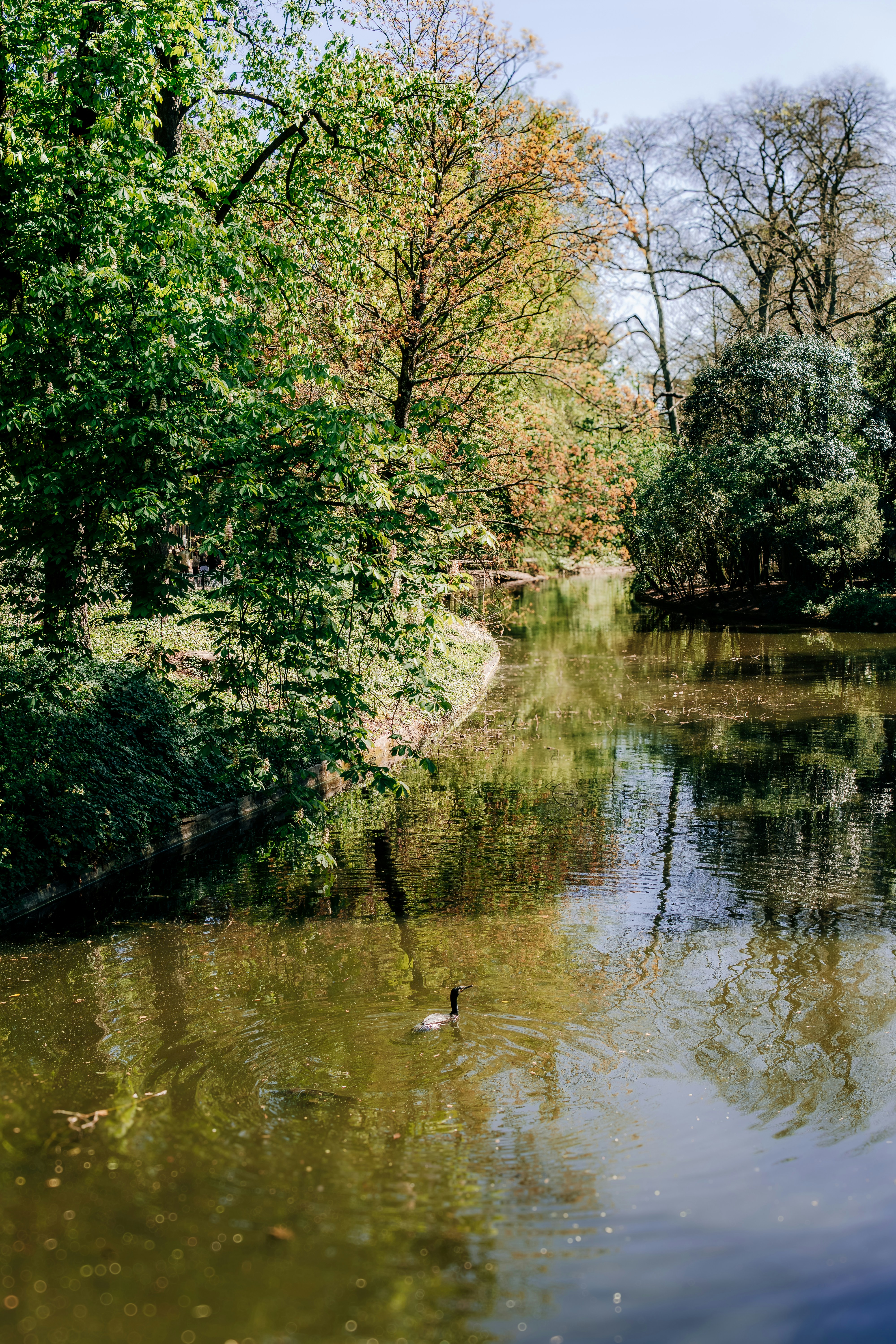 Quiet banks of a sunlit lake: a swan’s reflection among autumn trees