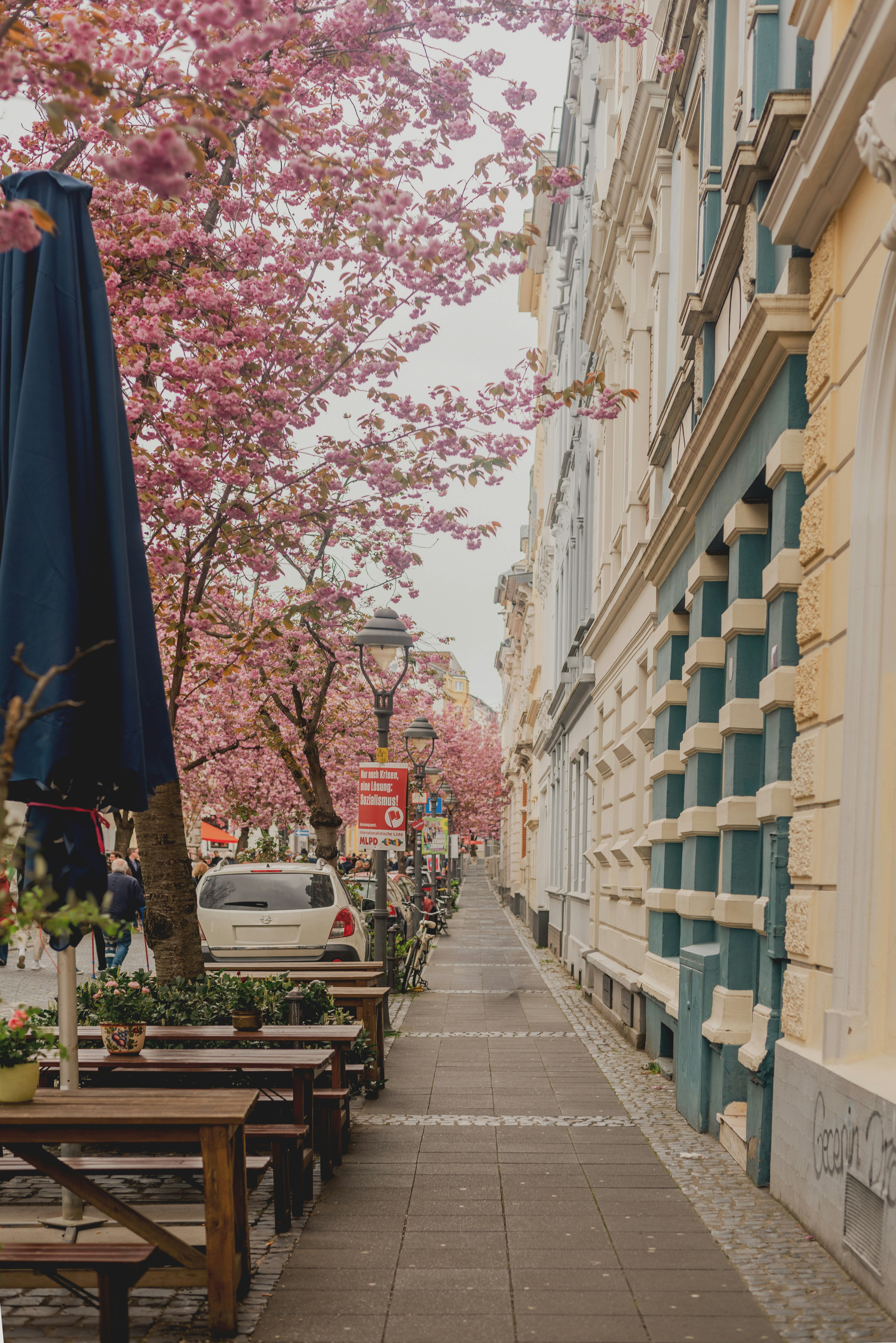 Cherry Blossom Lane: A Quiet City Street Bordered by Historic Facades