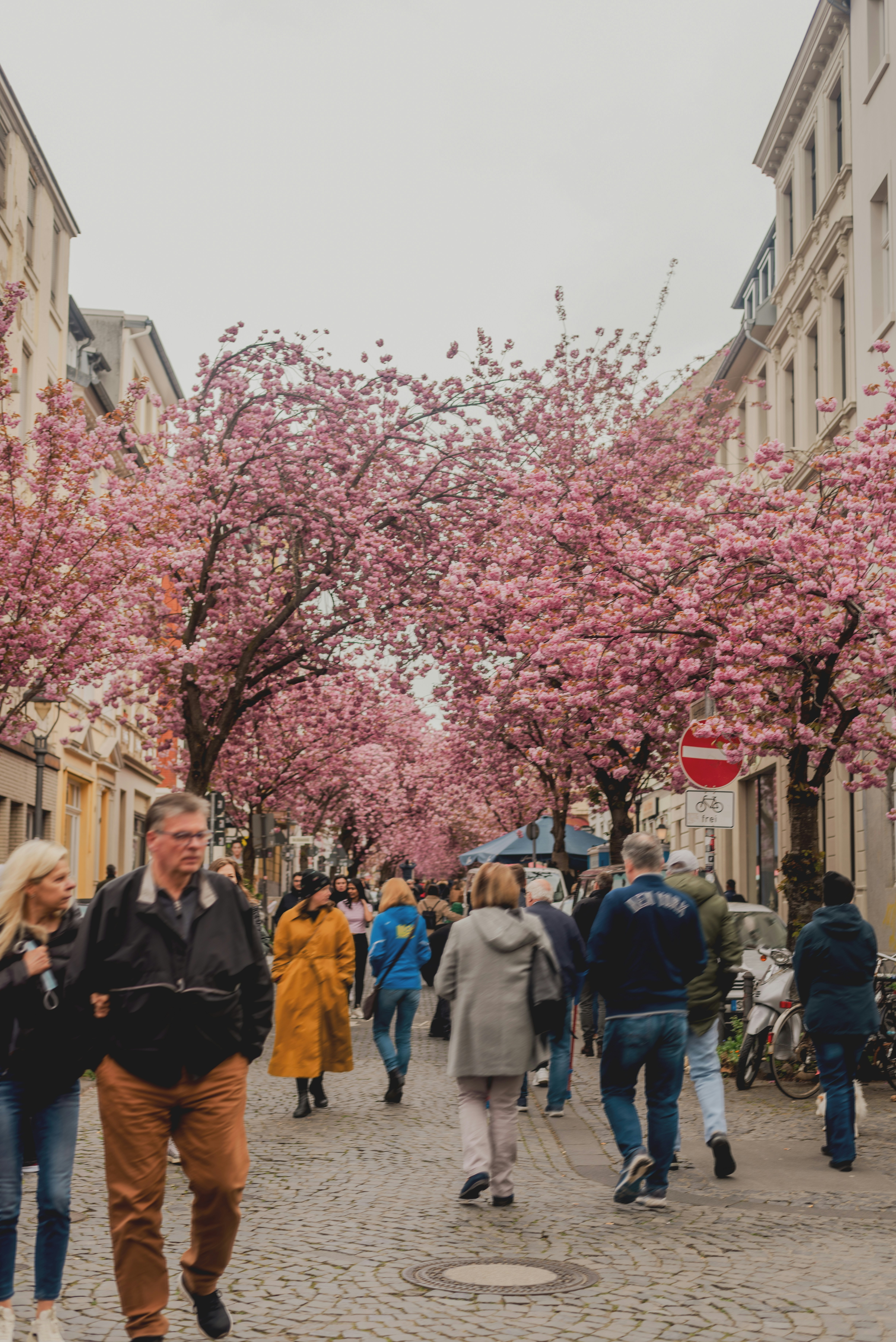 Crimson Avenue: Cherry Blossoms Framing a Stroll Through the Cobblestones