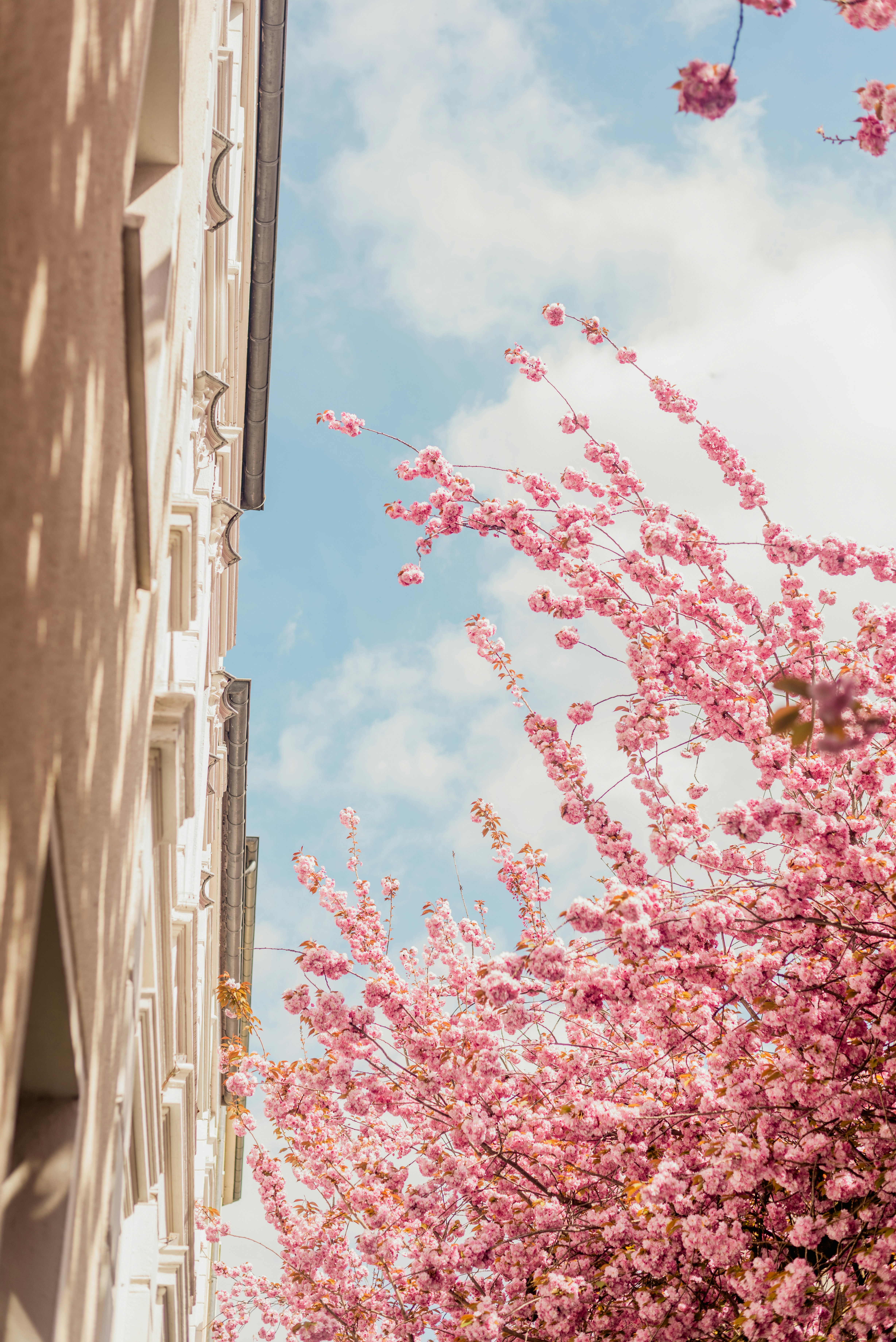 Blossoms Against a Skyward Street