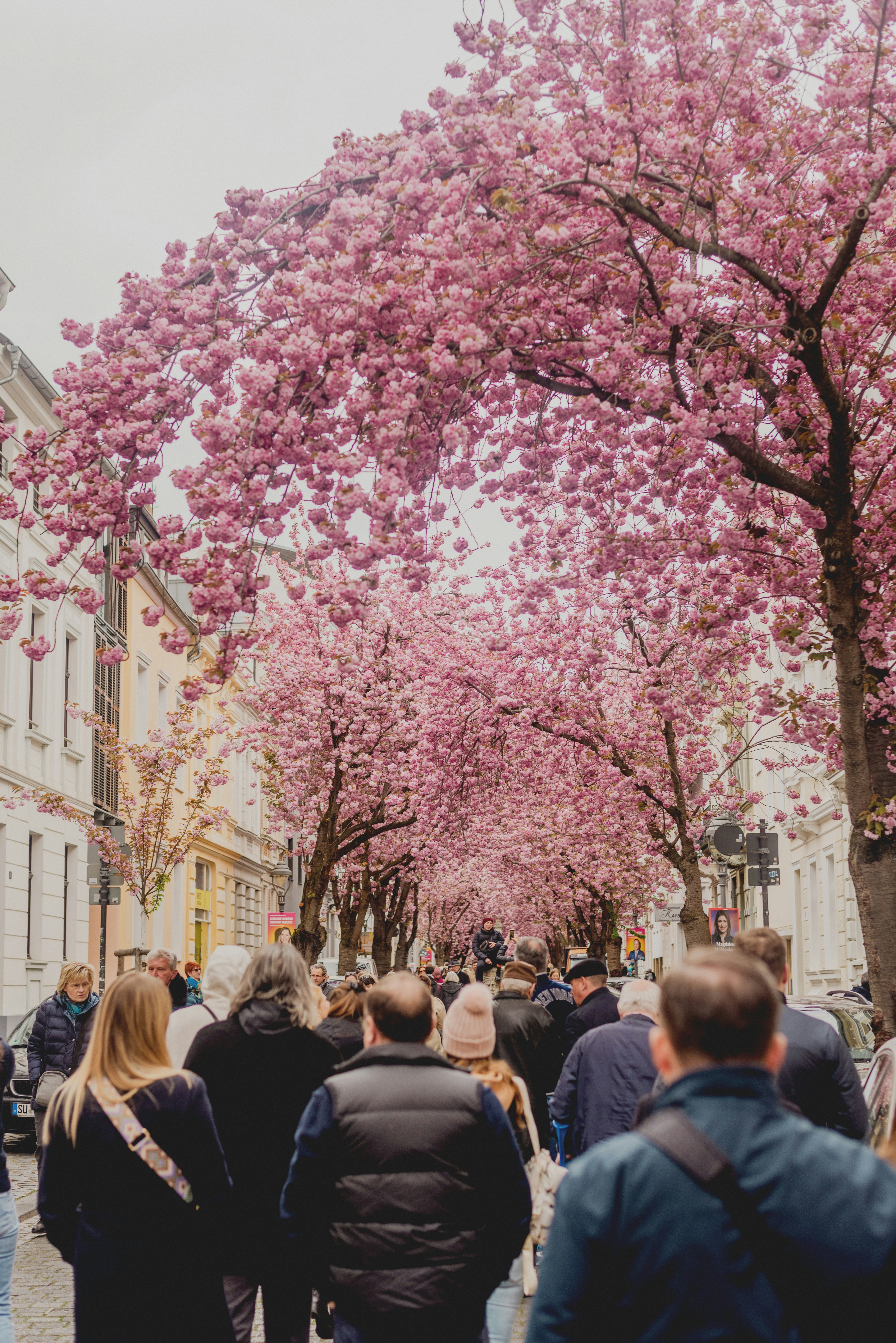 Cherry Boulevard: A Crowd Beneath Spring Canopies