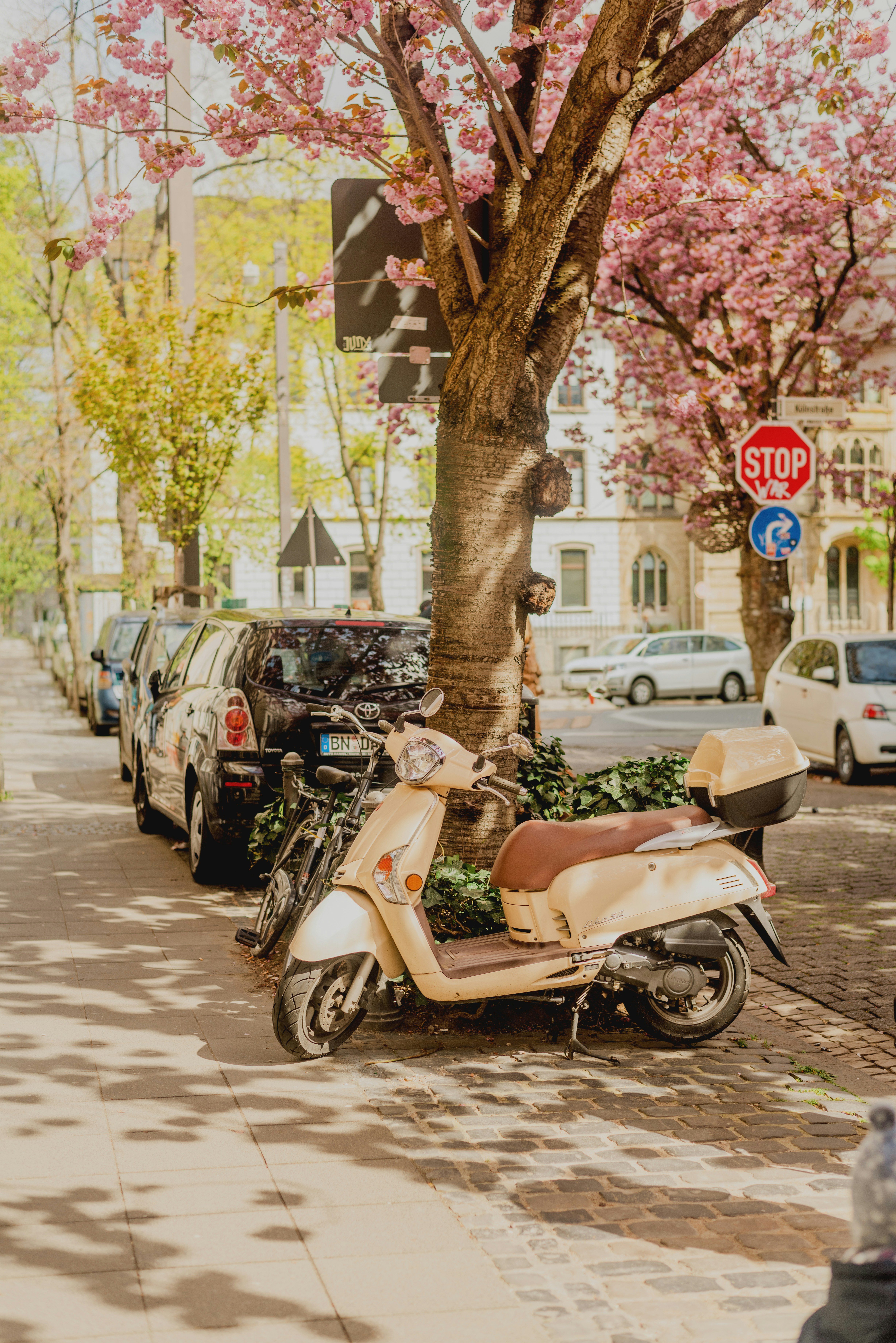 Sunlit Streetside Scooter under Cherry Blooms