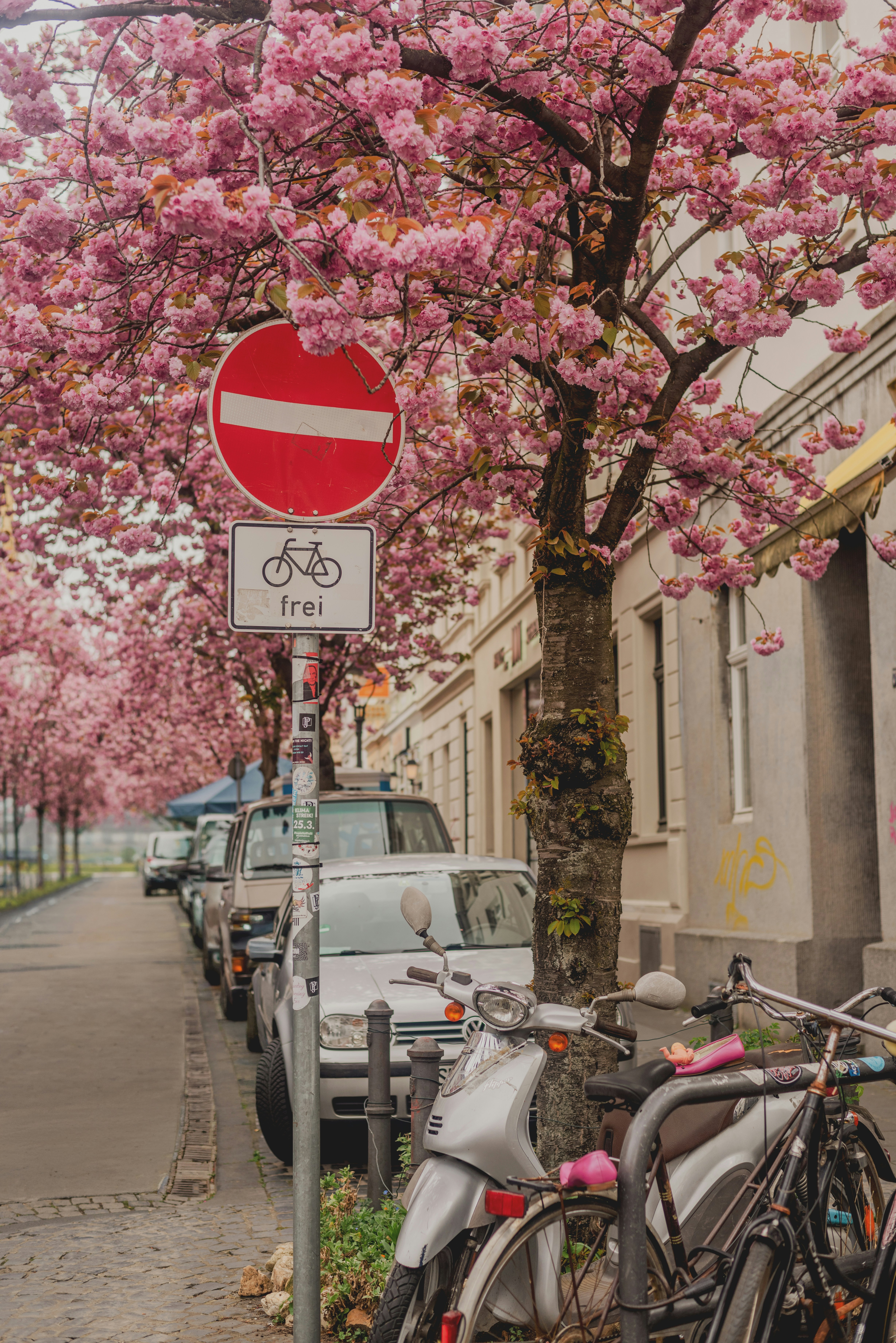Cherry Blossom Alley: Signs, Bikes, and a Quiet Street
