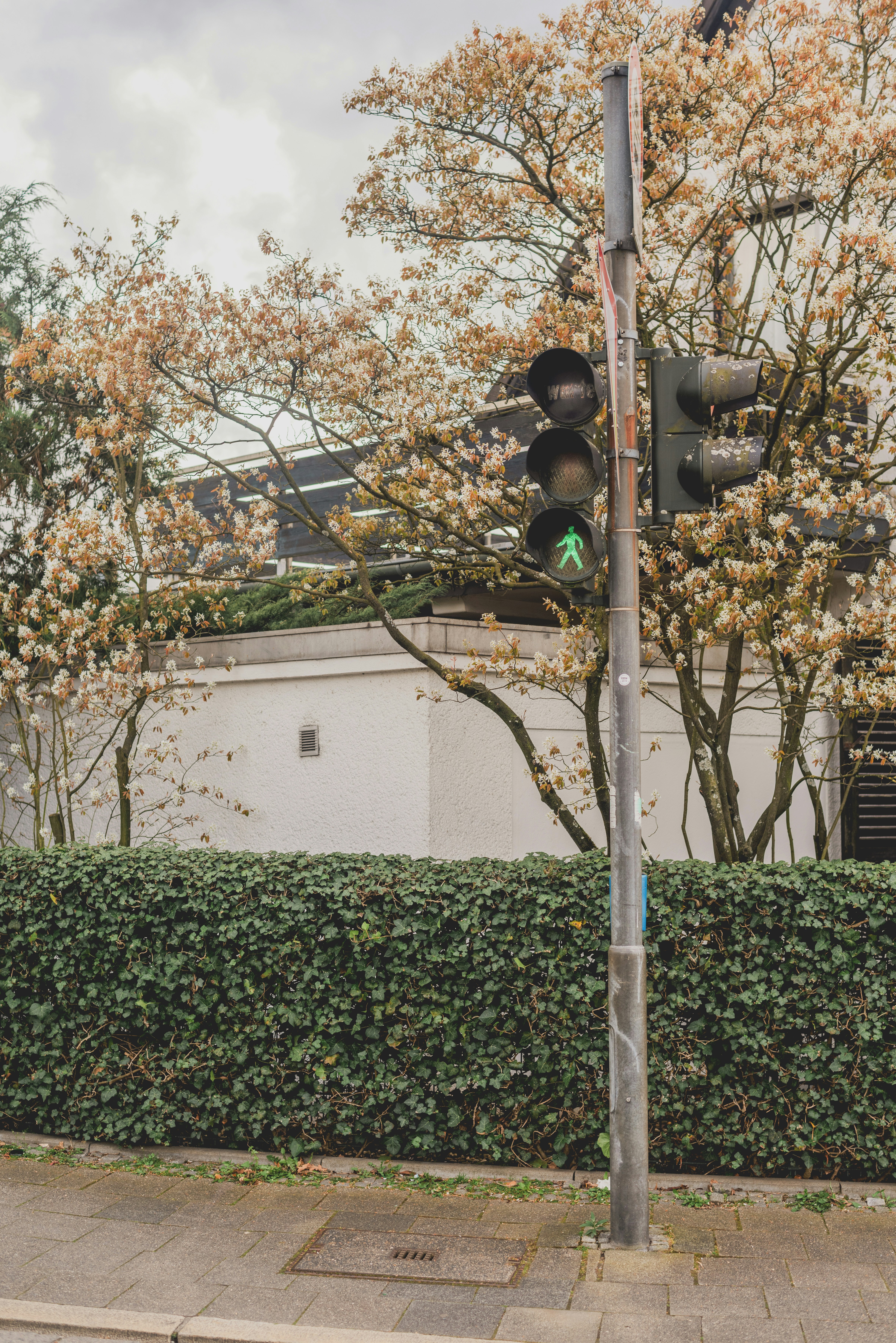 Crossing Signals: Quiet Street, Green Walk Signal in a Spring Lane