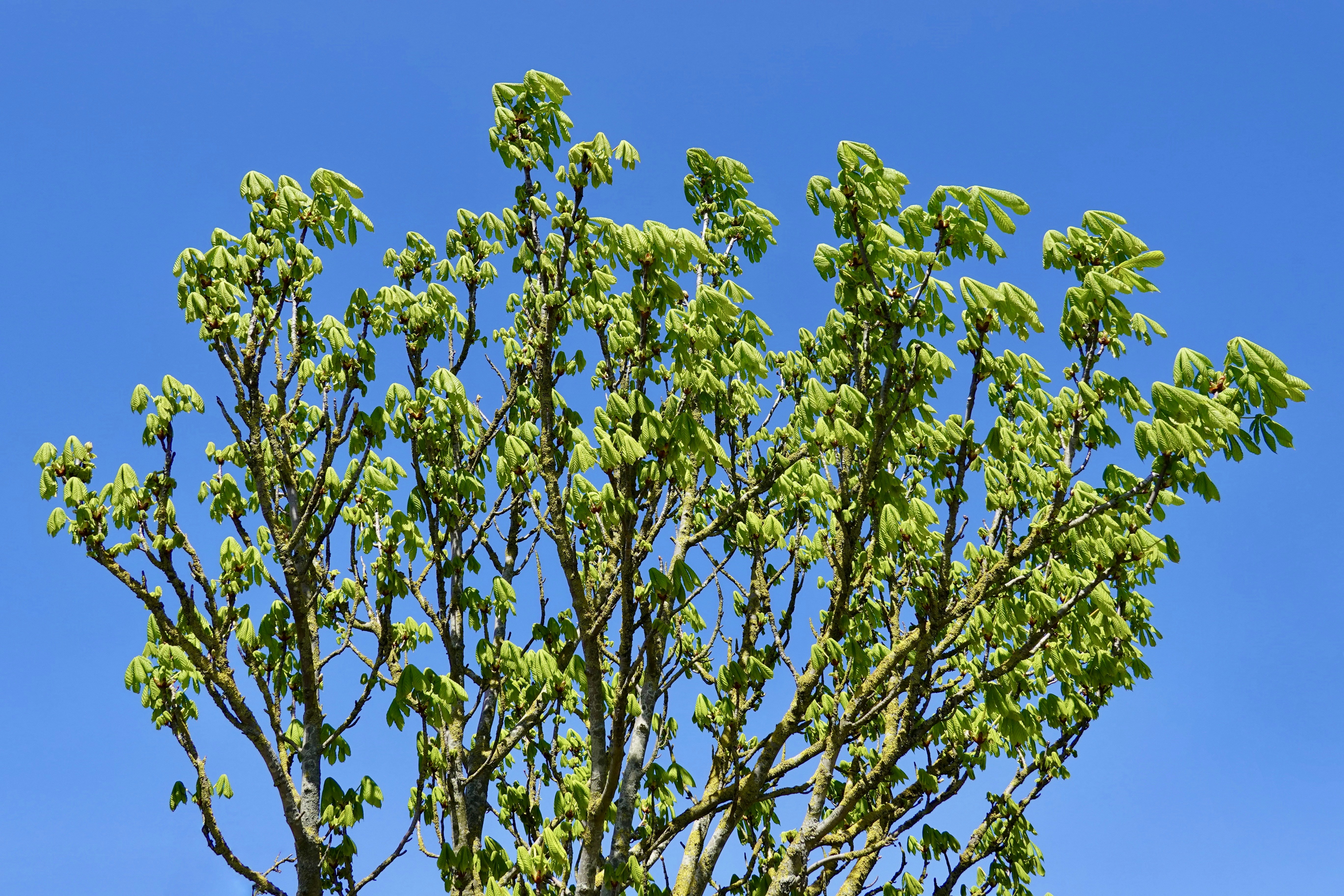 Crown of Spring: Leafy Peaks against a Clear Blue Sky