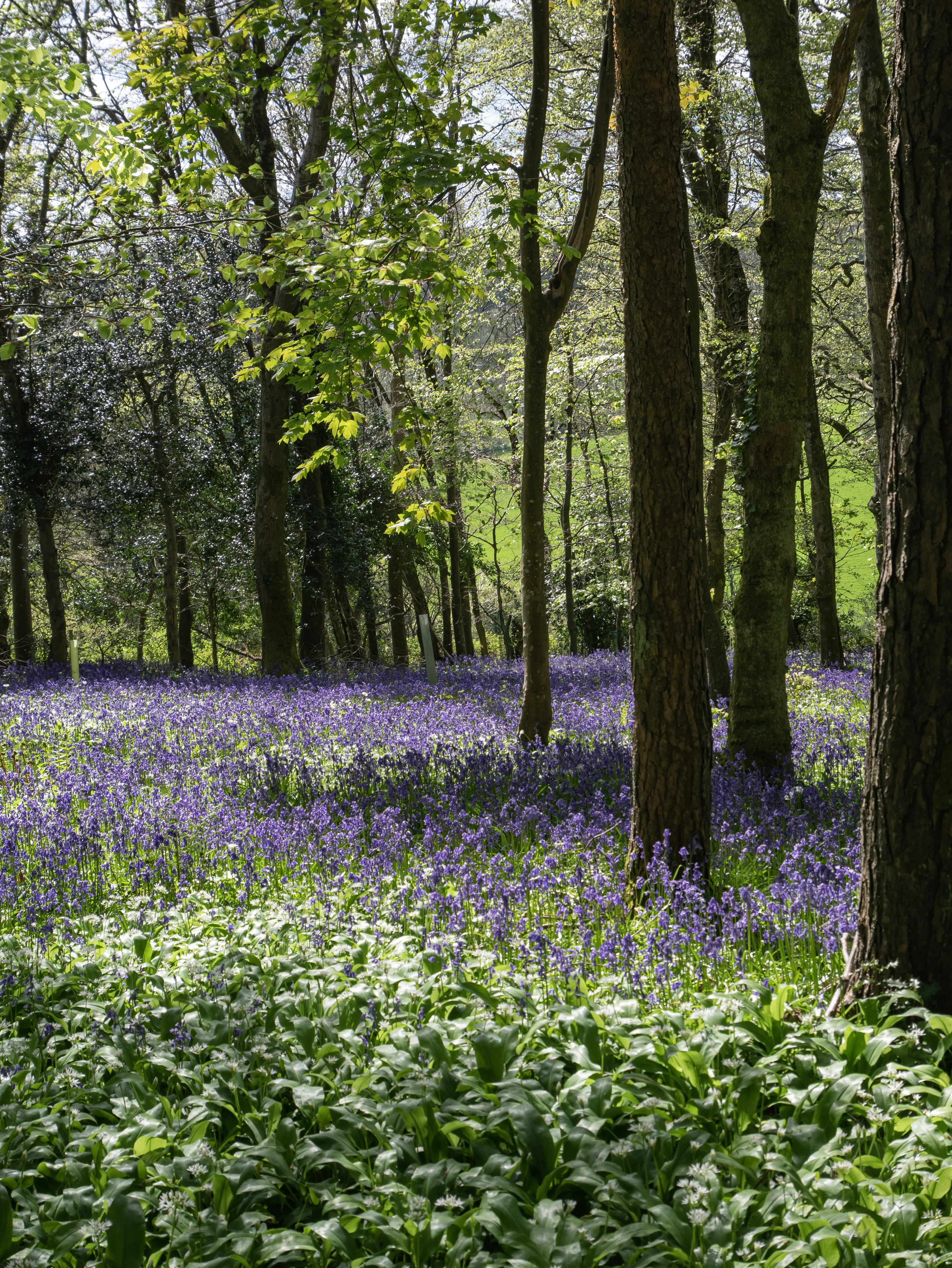 Bluebell Forest: Dappled Light Through Trunk Columns