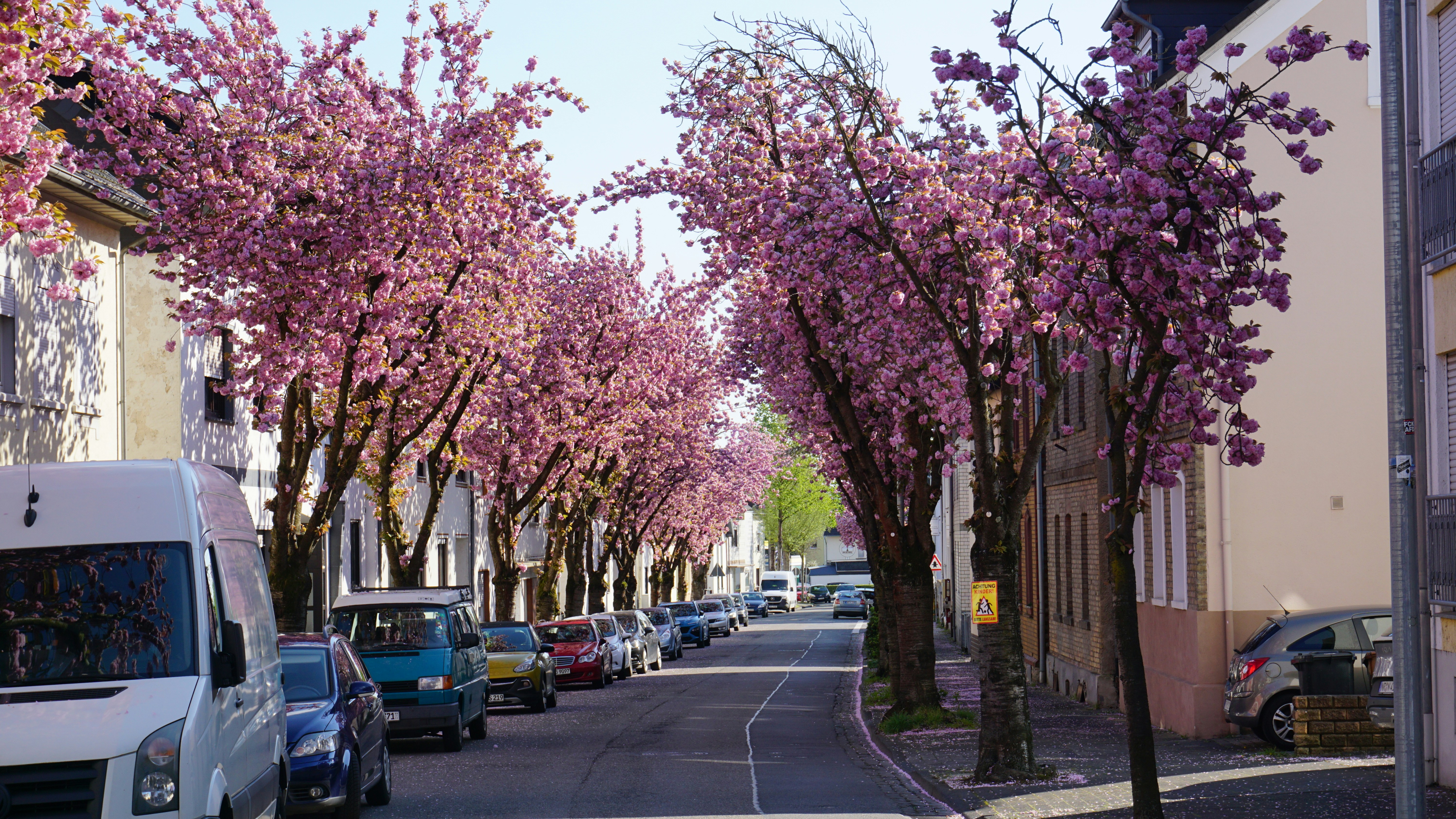 Tunnel of Blossom: City Street Framed by Pink-Flowered Trees