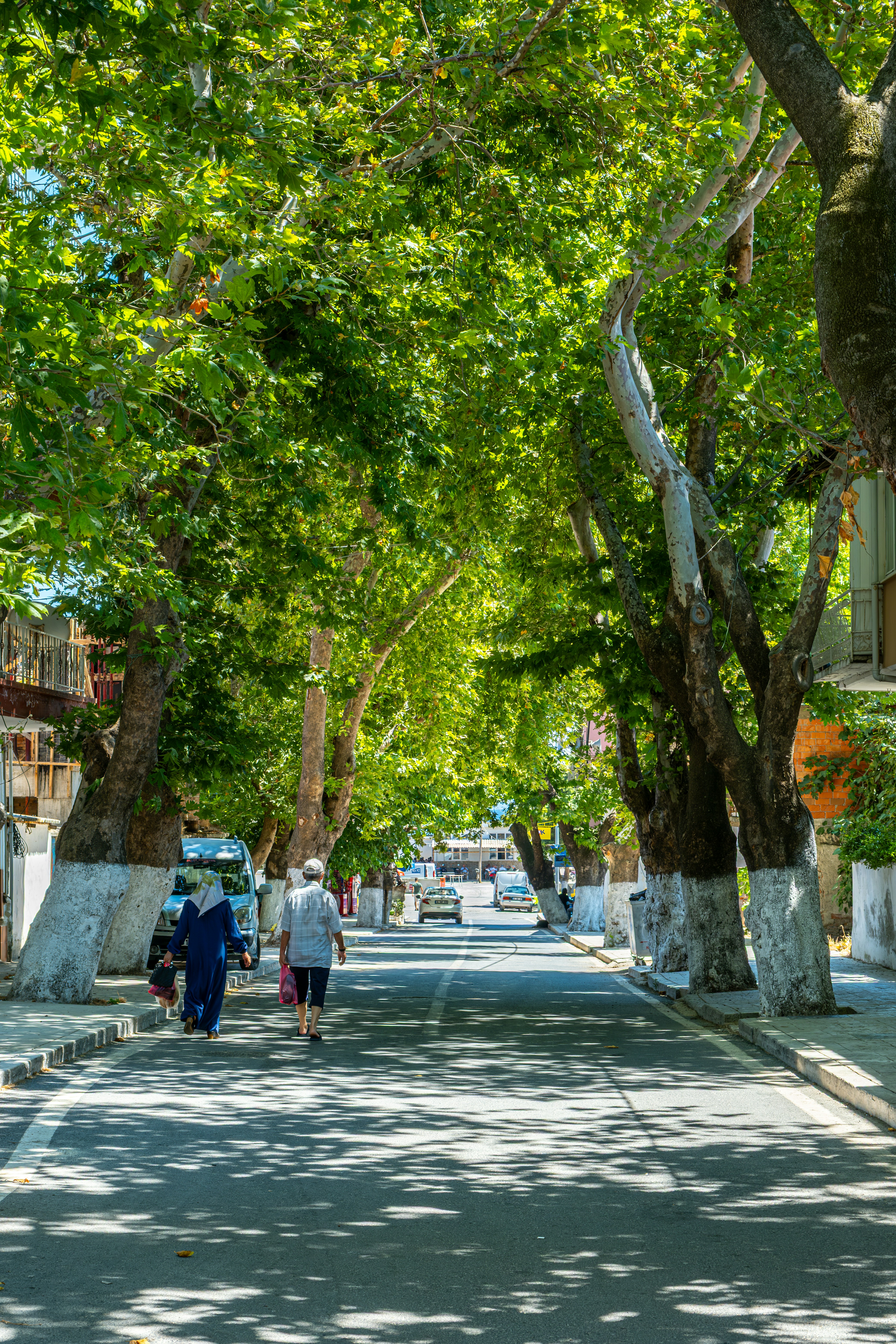 Shade-dappled avenue: a sunlit stroll beneath the canopy