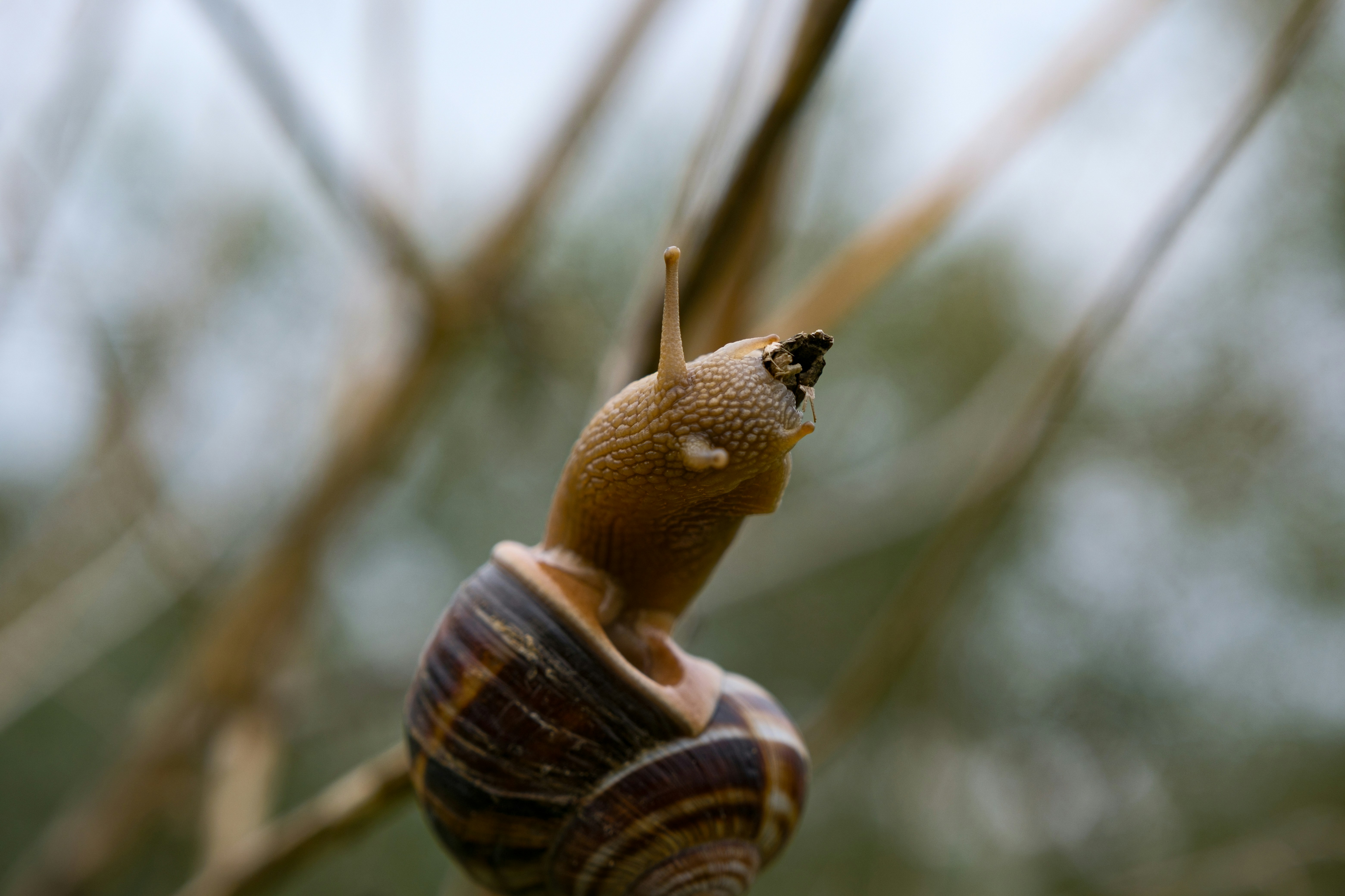 Close-Up of a Snail Clinging to a Twig in Soft Focus