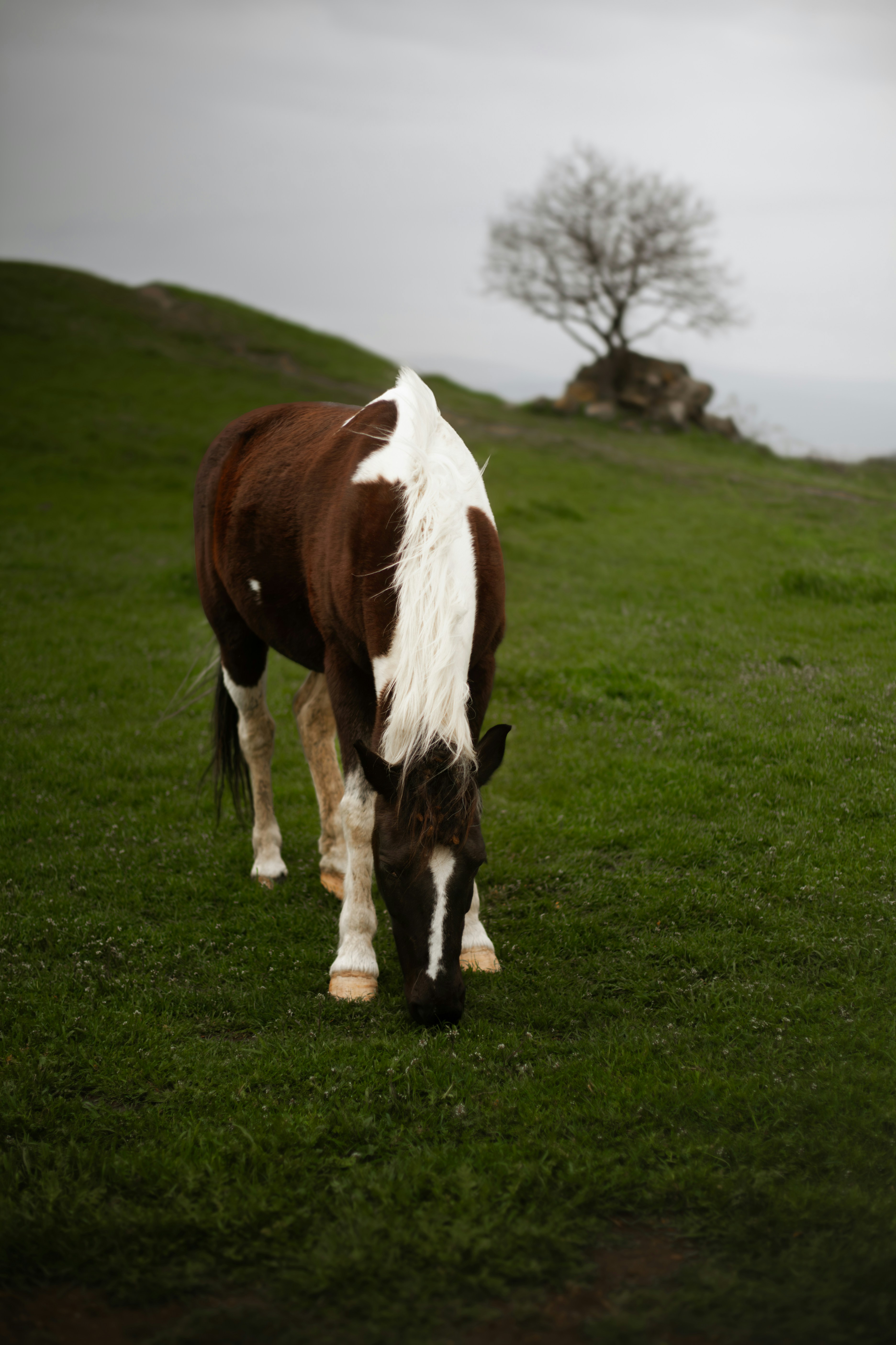 Pasture Prayer: A Horse Grazes Amid Rolling Greens