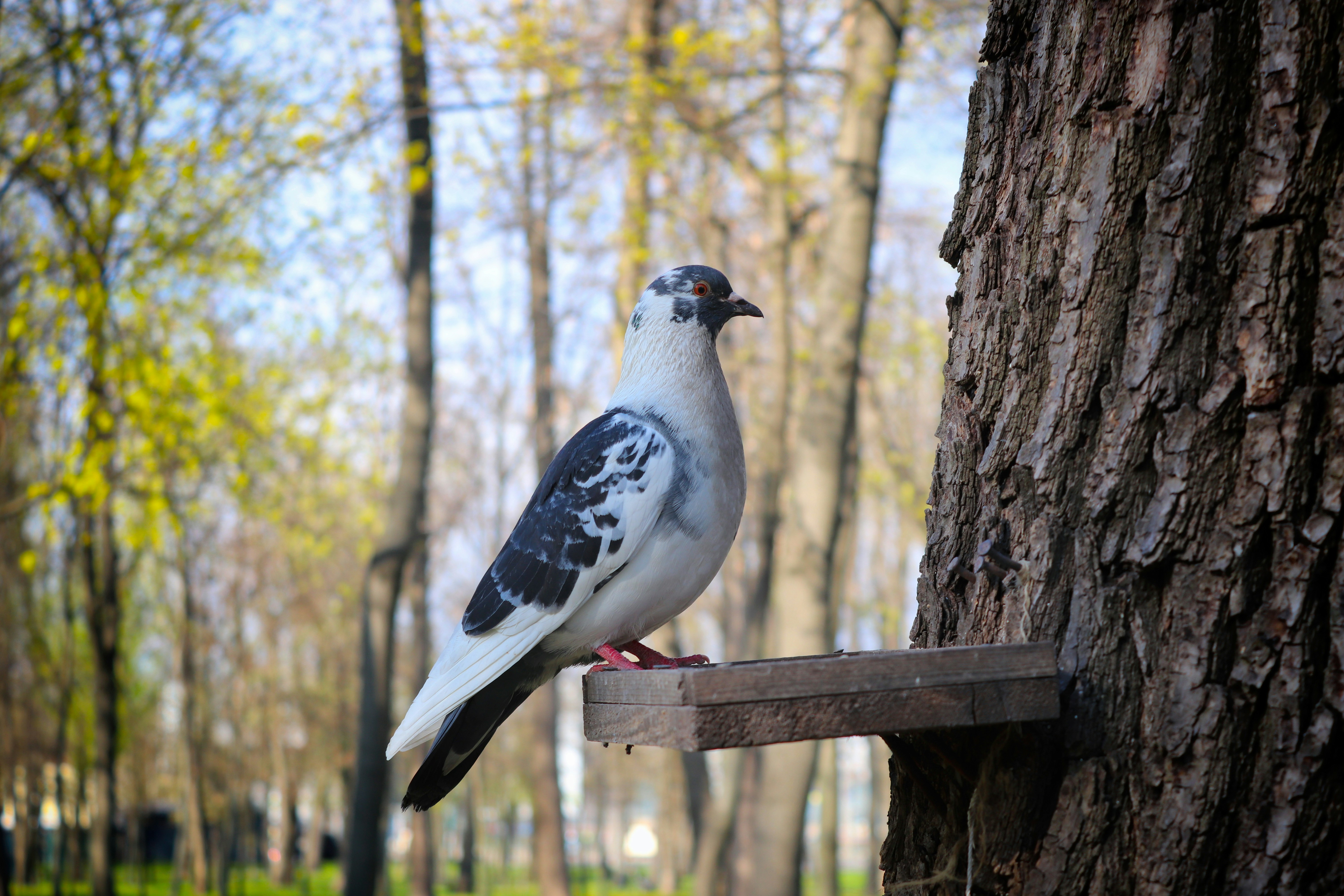 Pigeon Perch: Central Bird on a Weathered Branch by a Barky Trunk