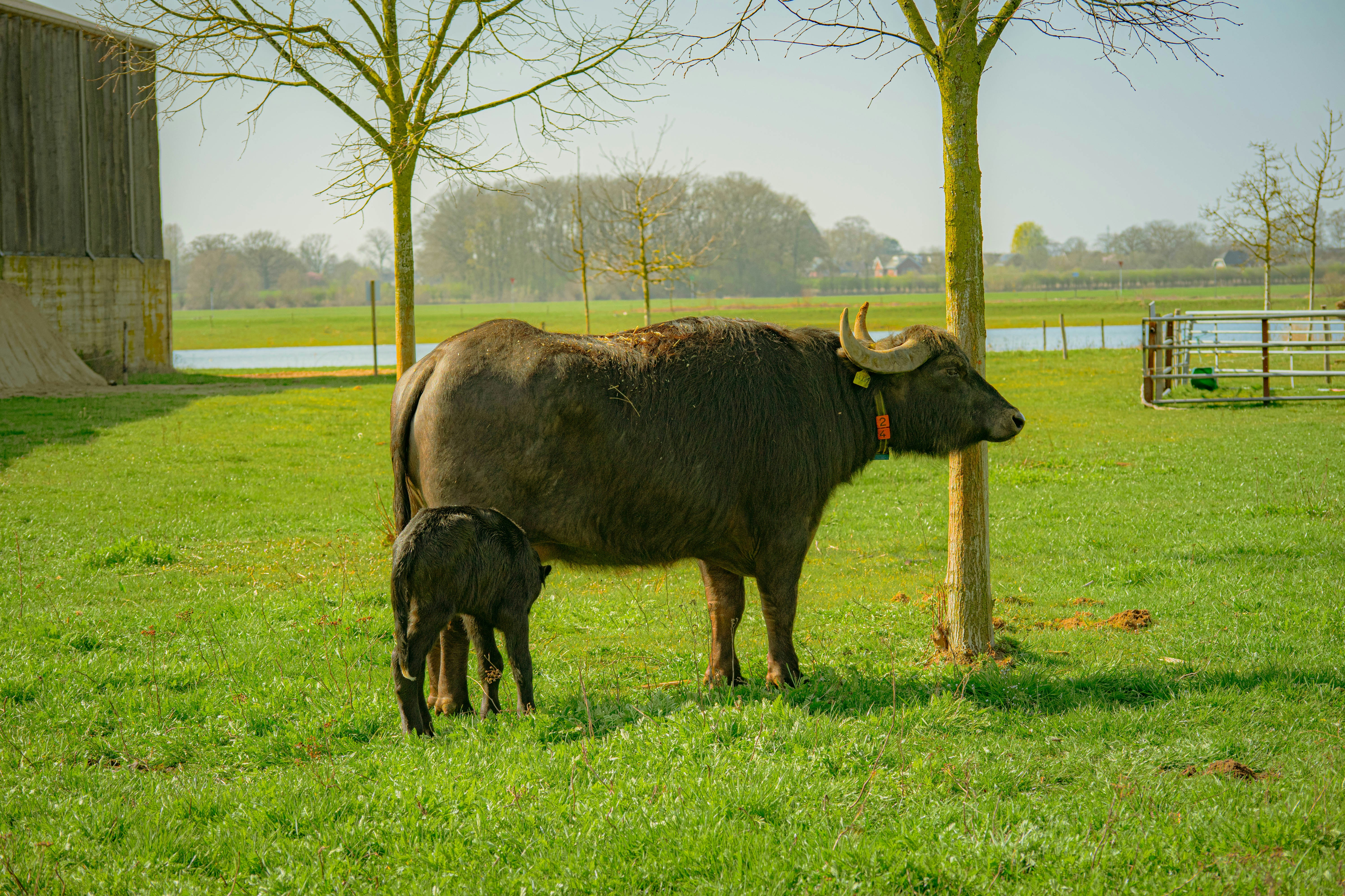 Herding in Pasture: The Bull and Calf by the Orchard Fence