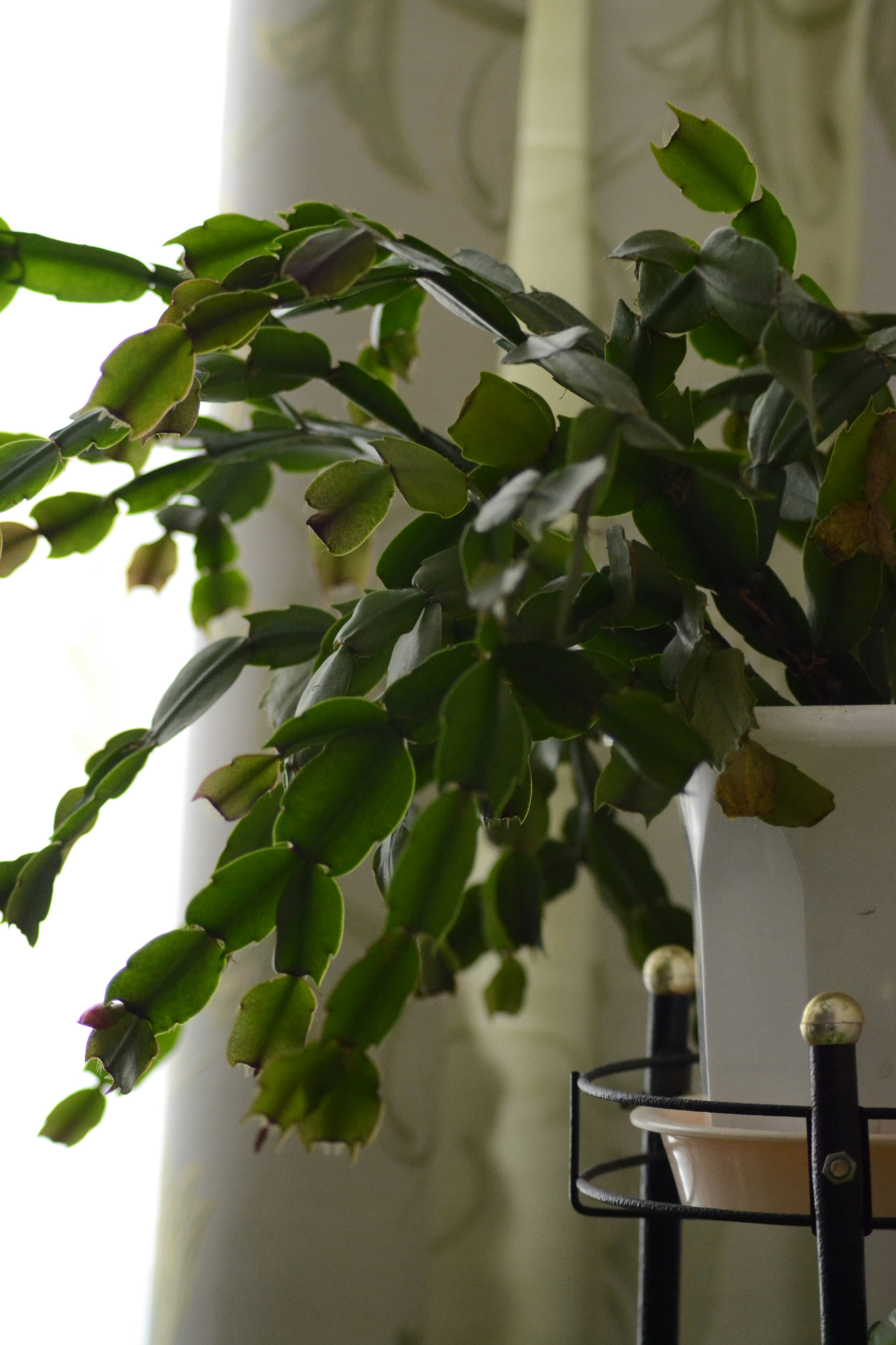 Trailing Ferns on a Window Sill with a Ceramic Stand