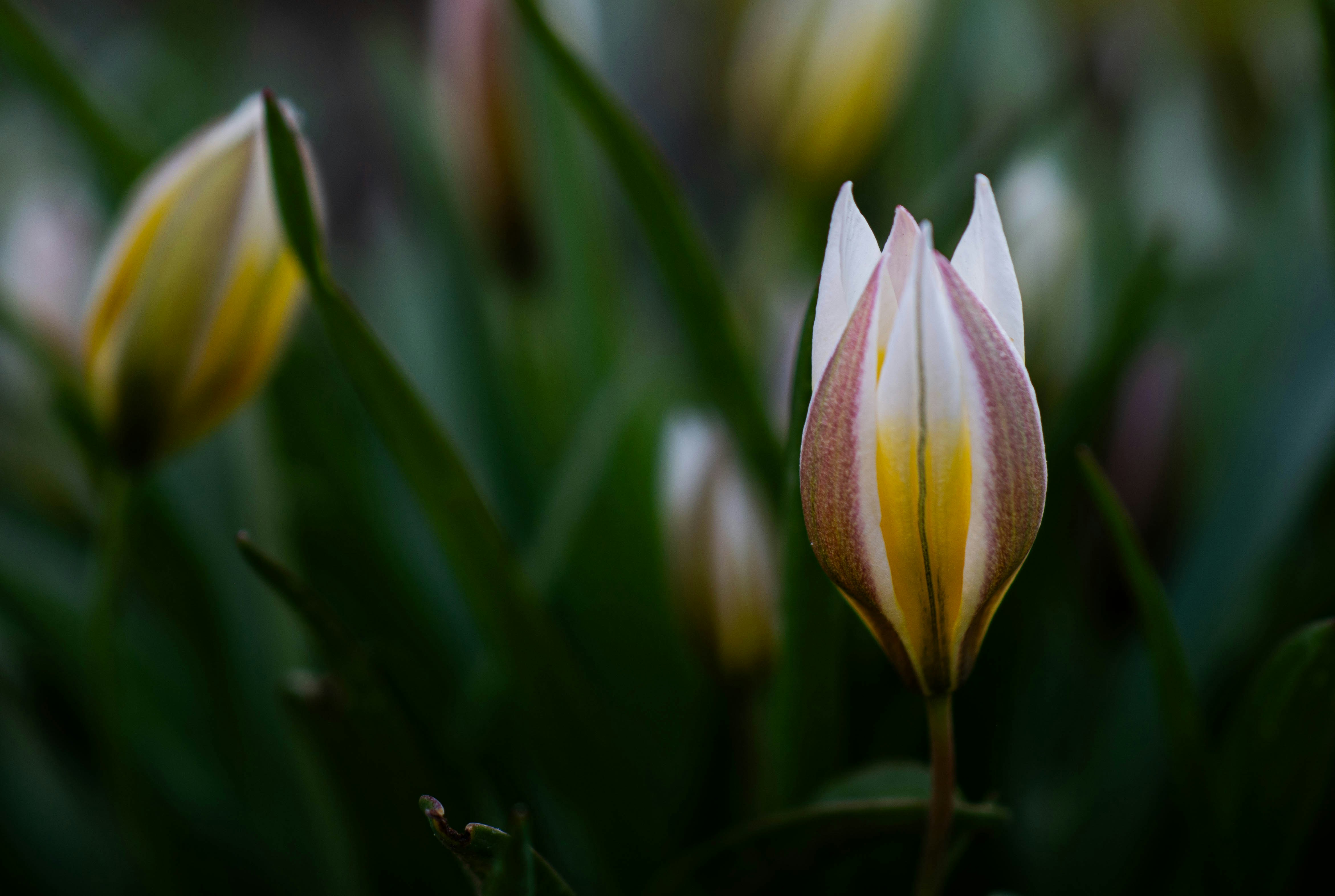 A Tulip in Focus: Pale Petals with Sunset Hue
