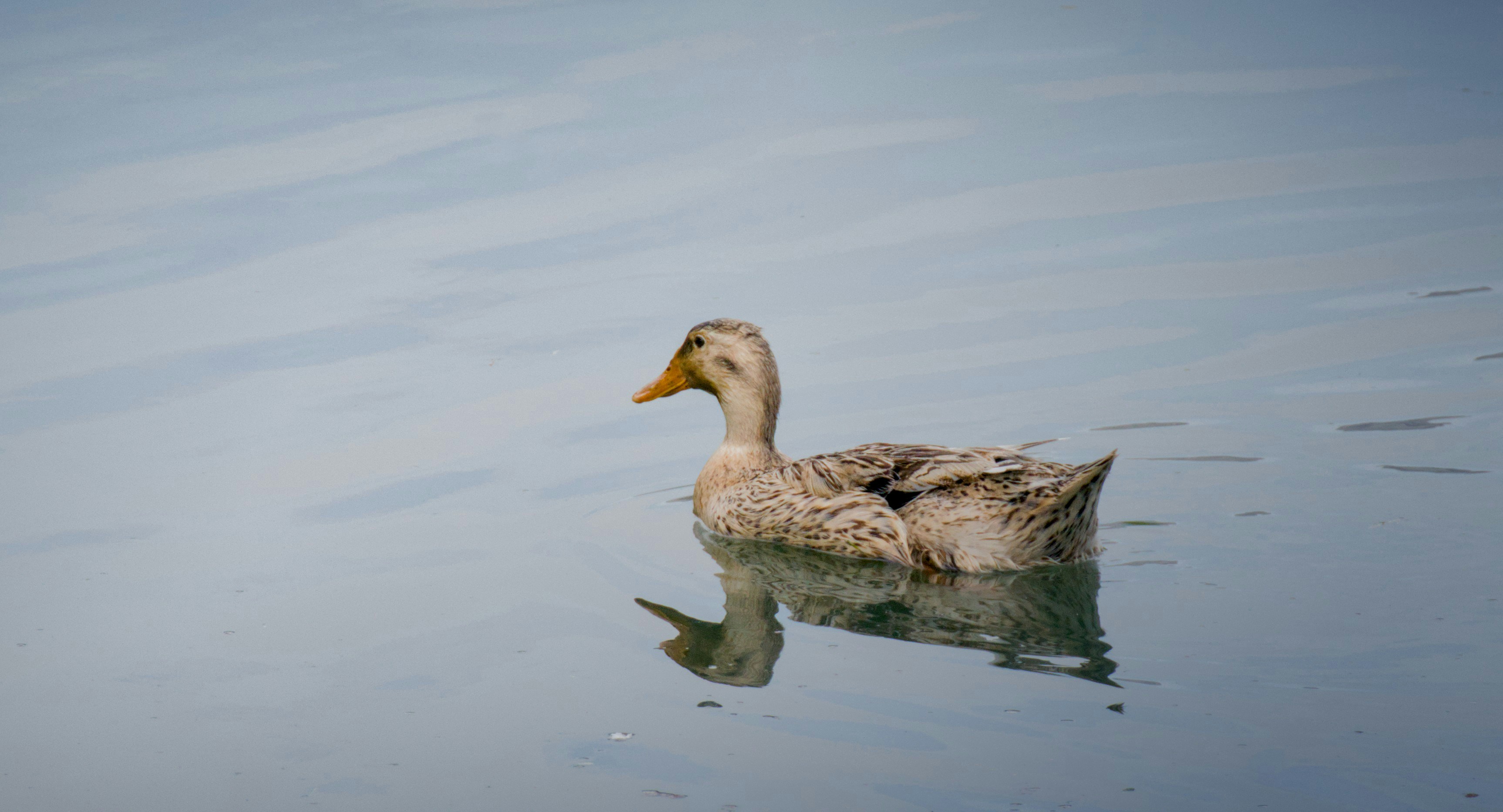 Dawn Glide: A Duck Adrift on Quiet Blue Water