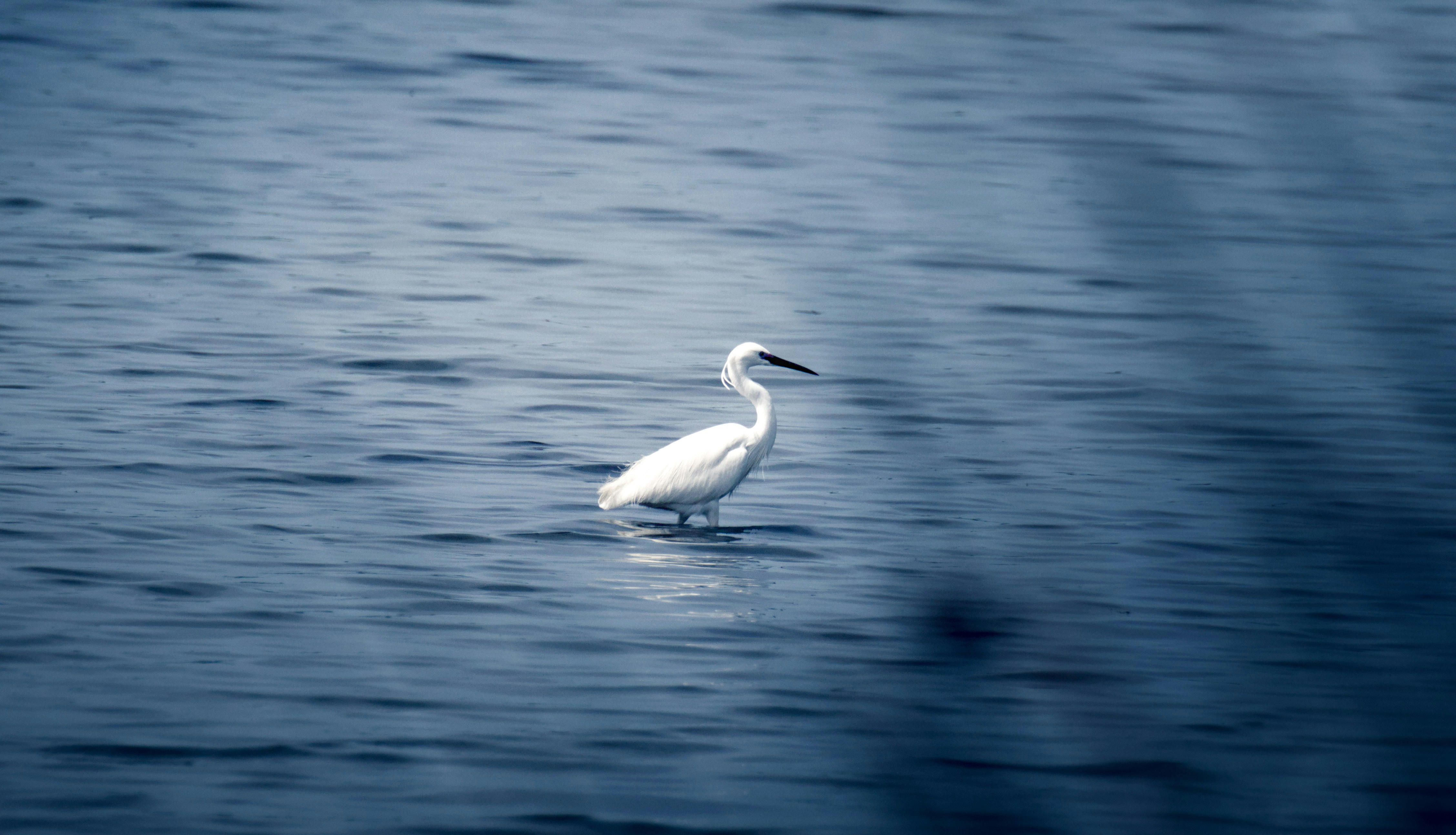Alone on the Blue: A White Heron in Quiet Wake