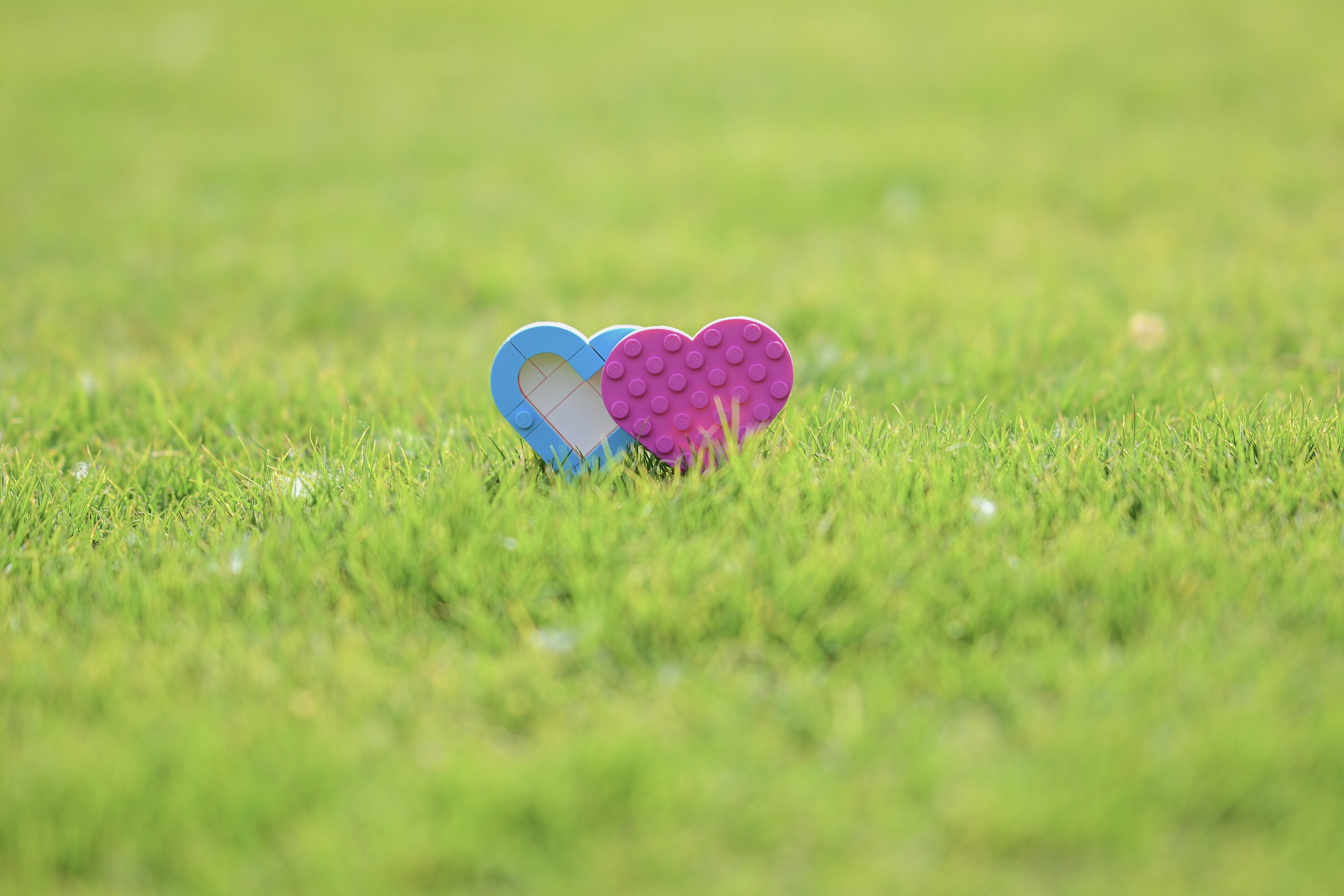 Two-Tone Love: Heart Shapes Resting on Fresh Grass