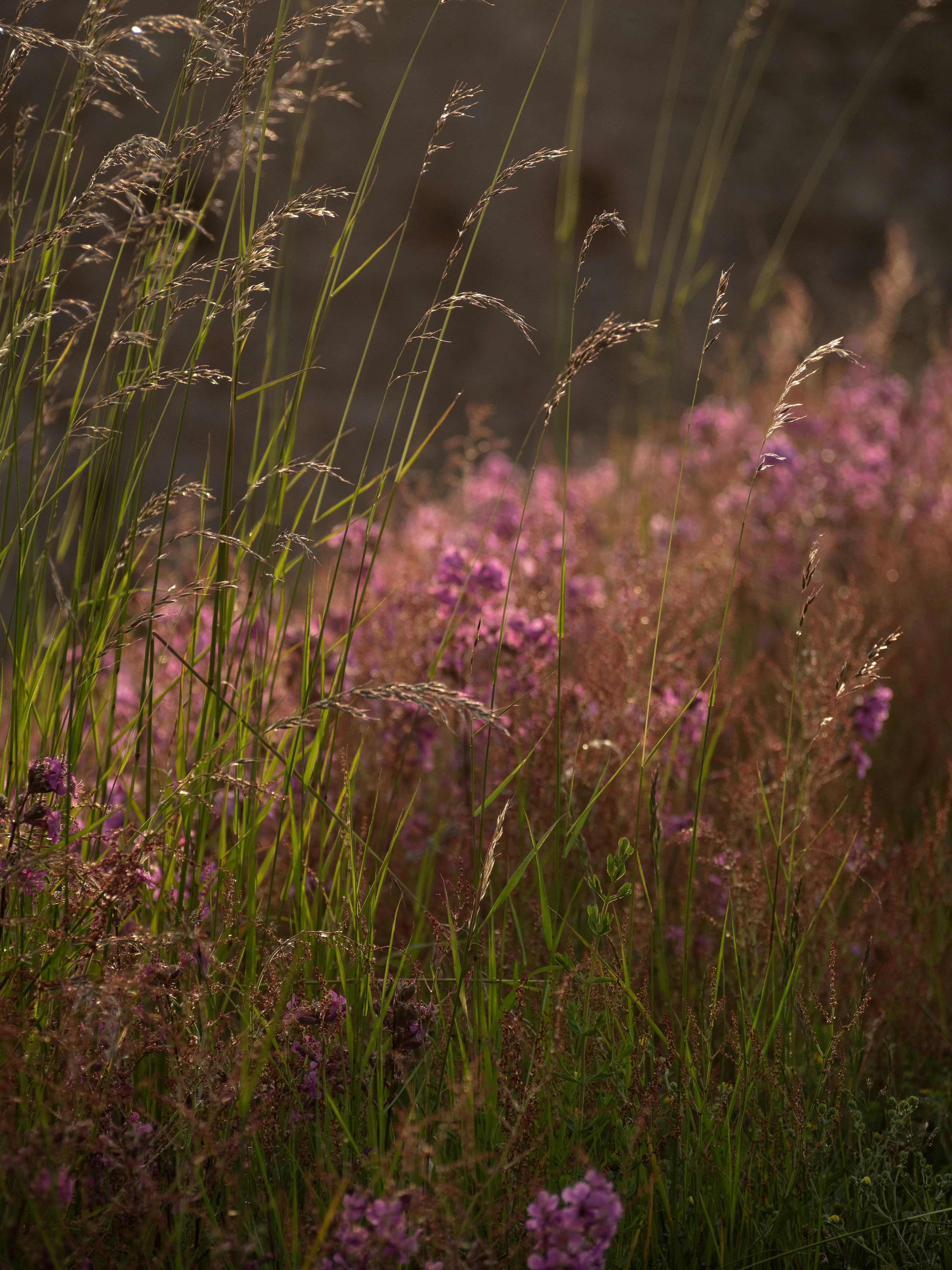 Golden tapestry of tall grasses and pink bloom