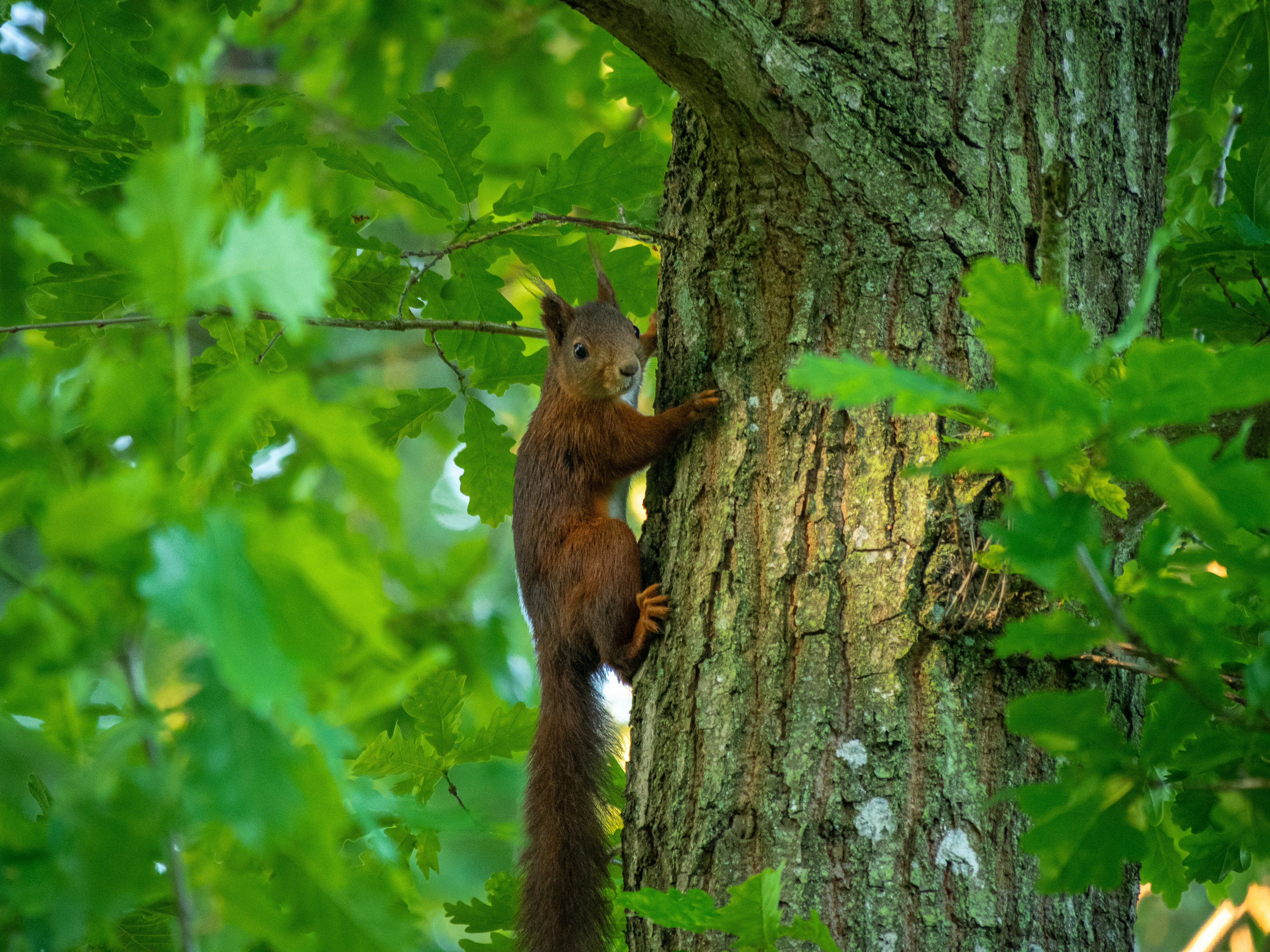Squirrel Clings to Birch: A Moment of Quiet in the Canopy
