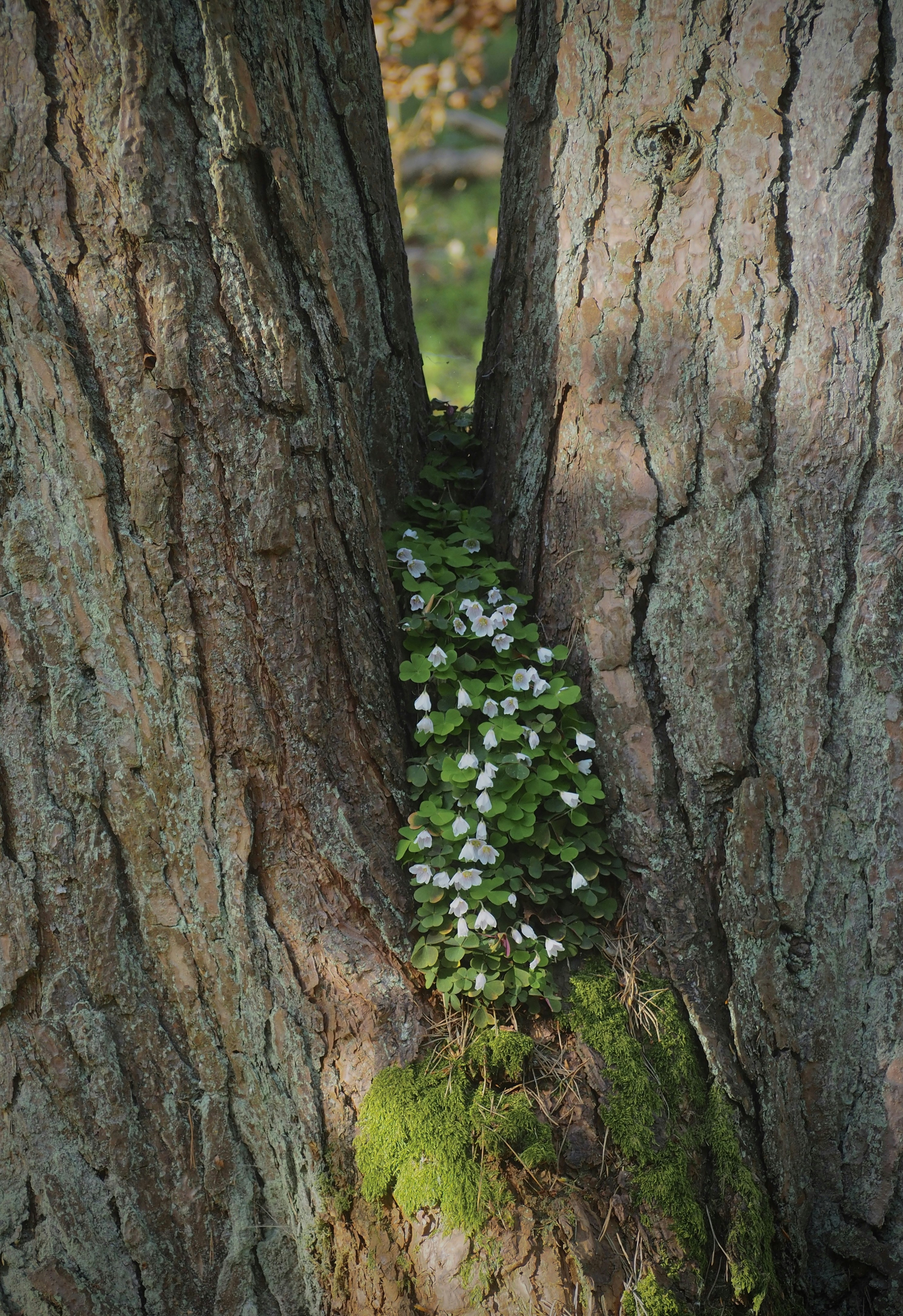 Between the trunks: a mossy green path of blossoms