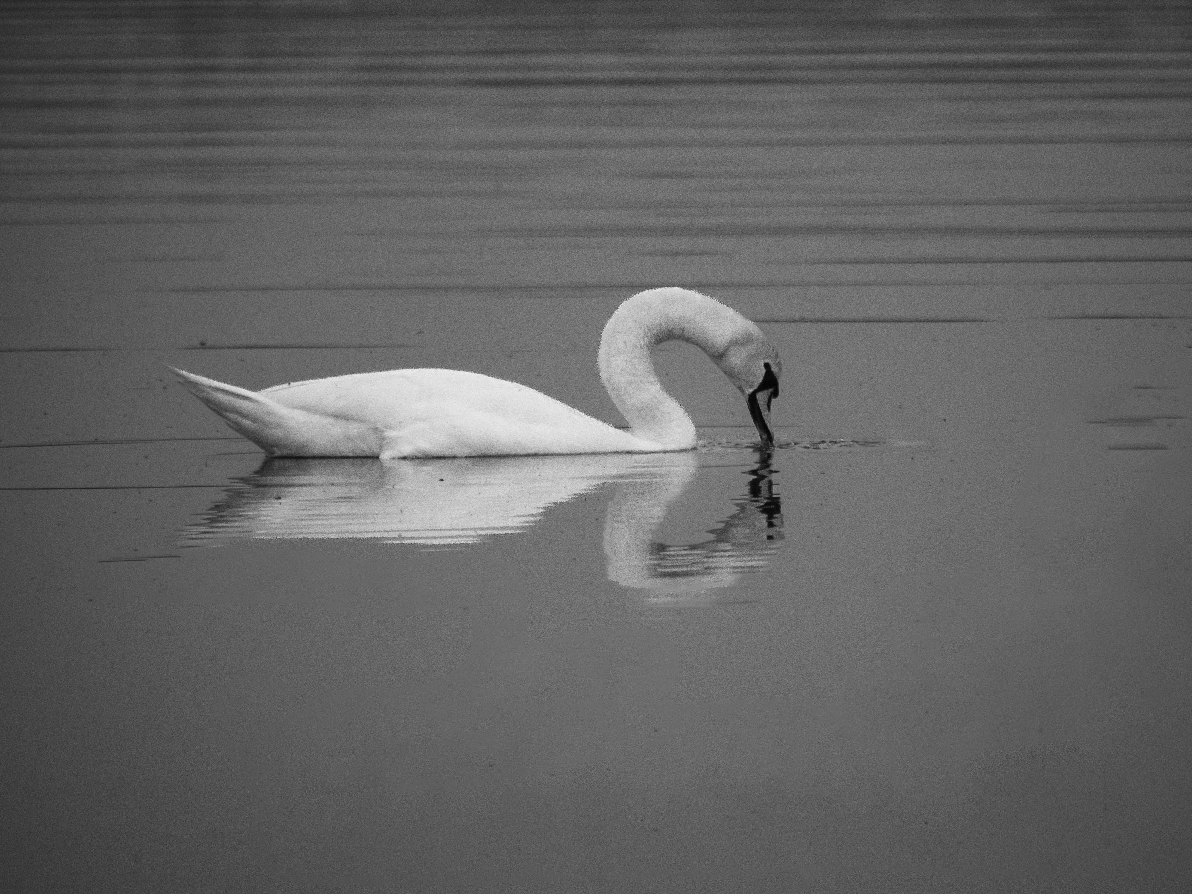 Graceful Gaze: A Swan Reflected in Quiet Waters